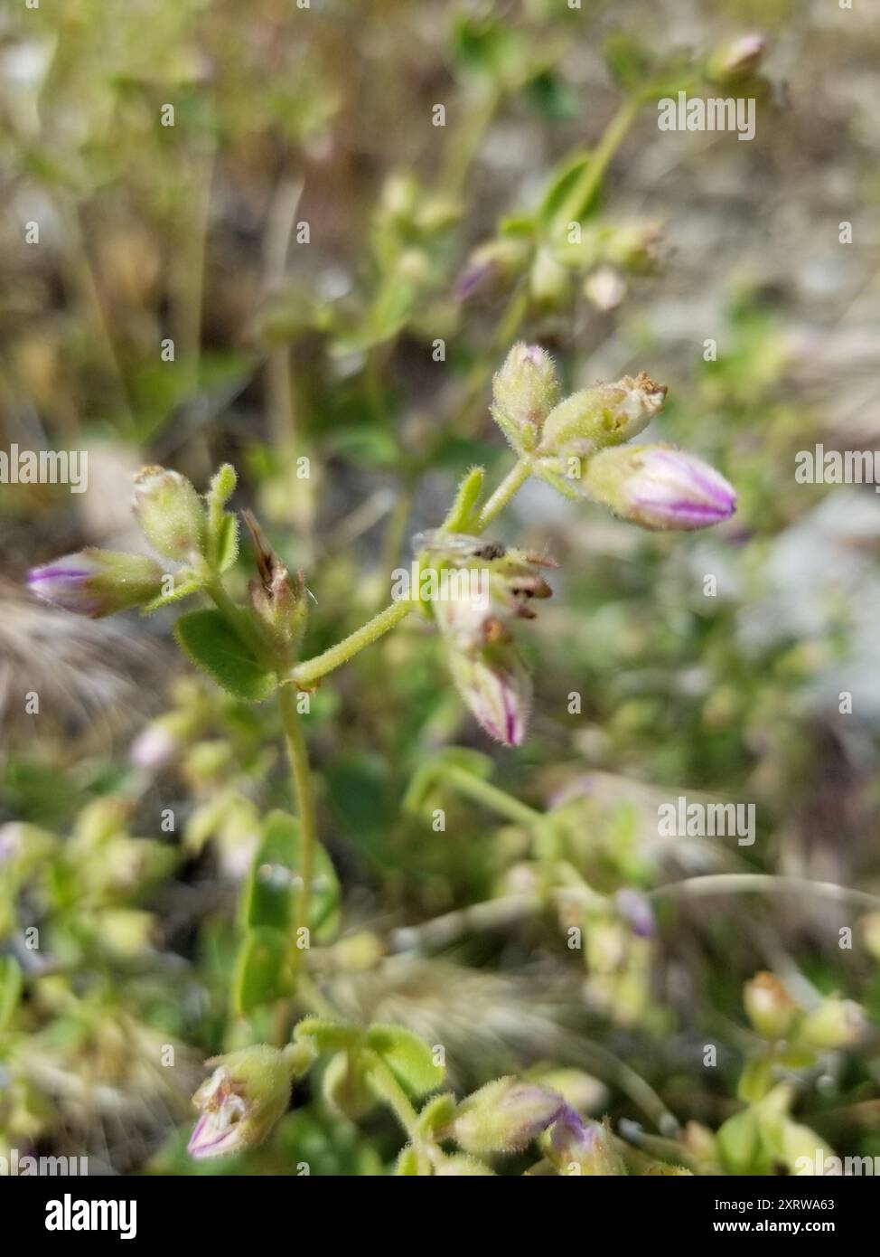 Wishbone Bush (Mirabilis laevis) Plantae Stock Photo - Alamy