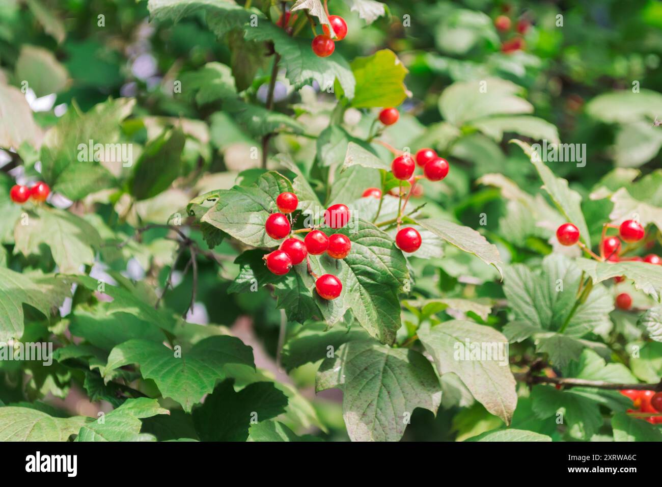 A cluster of red berries on a tree branch. The berries are small and ...