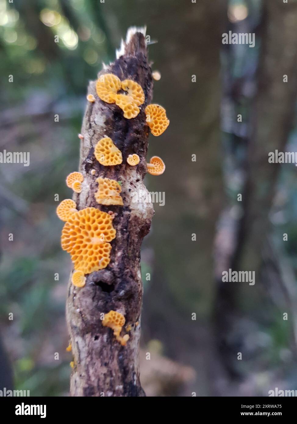 orange pore fungus (Favolaschia claudopus) Fungi Stock Photo - Alamy