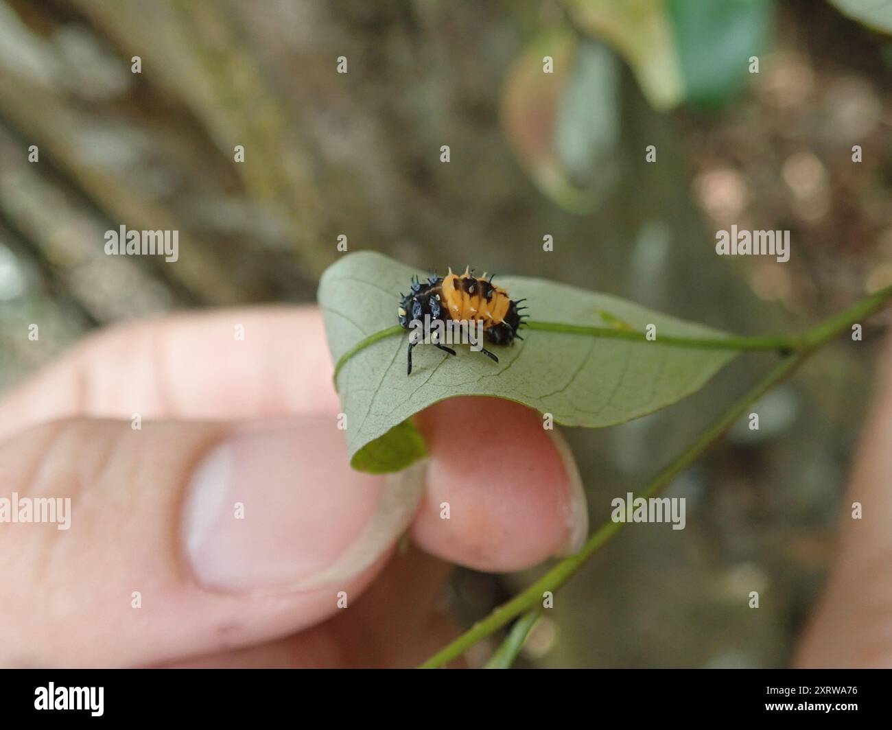Greater Asian Lady Beetle (Harmonia dimidiata) Insecta Stock Photo - Alamy