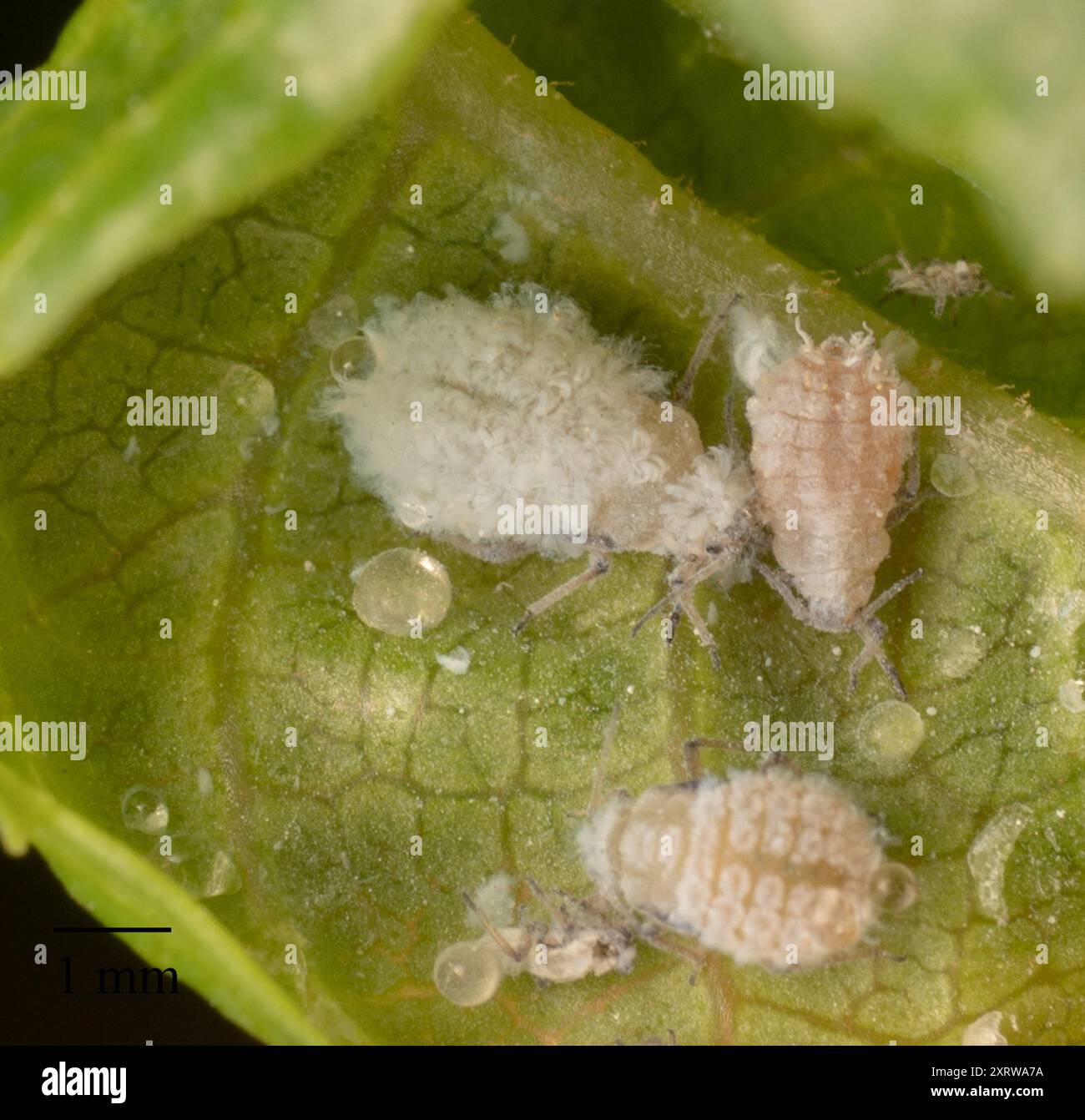 Woolly Aphids (Prociphilus) Insecta Stock Photo - Alamy