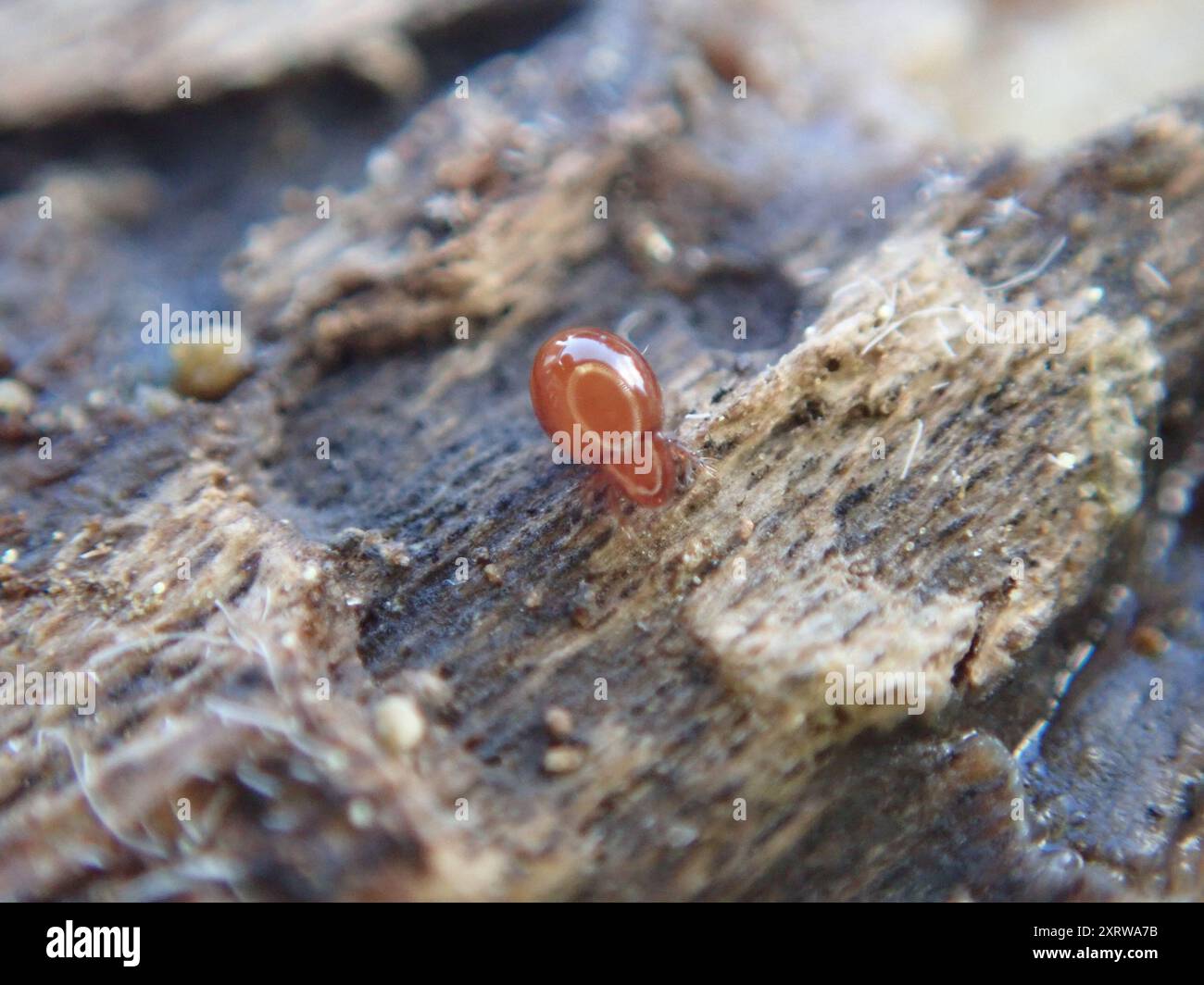 beetle mites (Oribatida) Arachnida Stock Photo - Alamy
