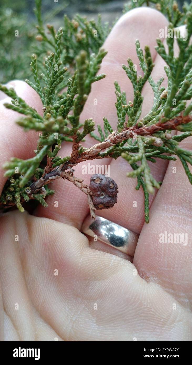 juniper-apple rust (Gymnosporangium juniperi-virginianae) Fungi Stock ...