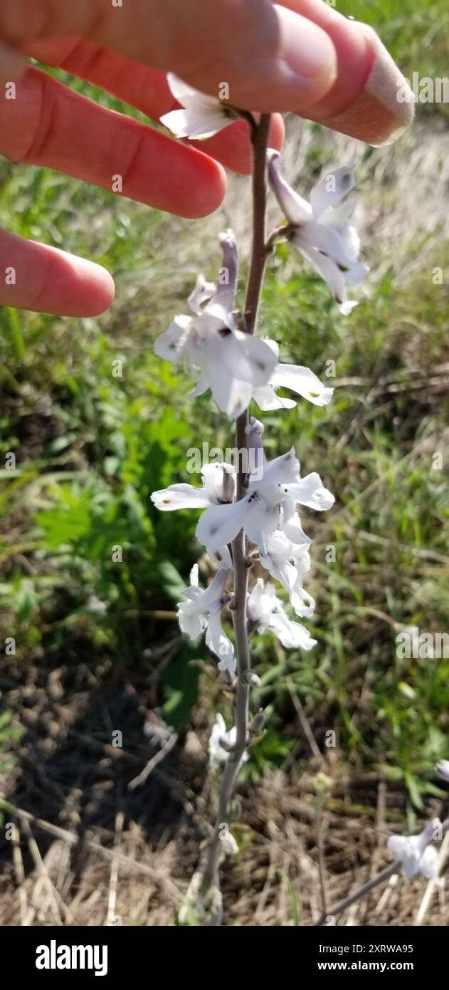 Wild Blue Larkspur (Delphinium carolinianum) Plantae Stock Photo - Alamy