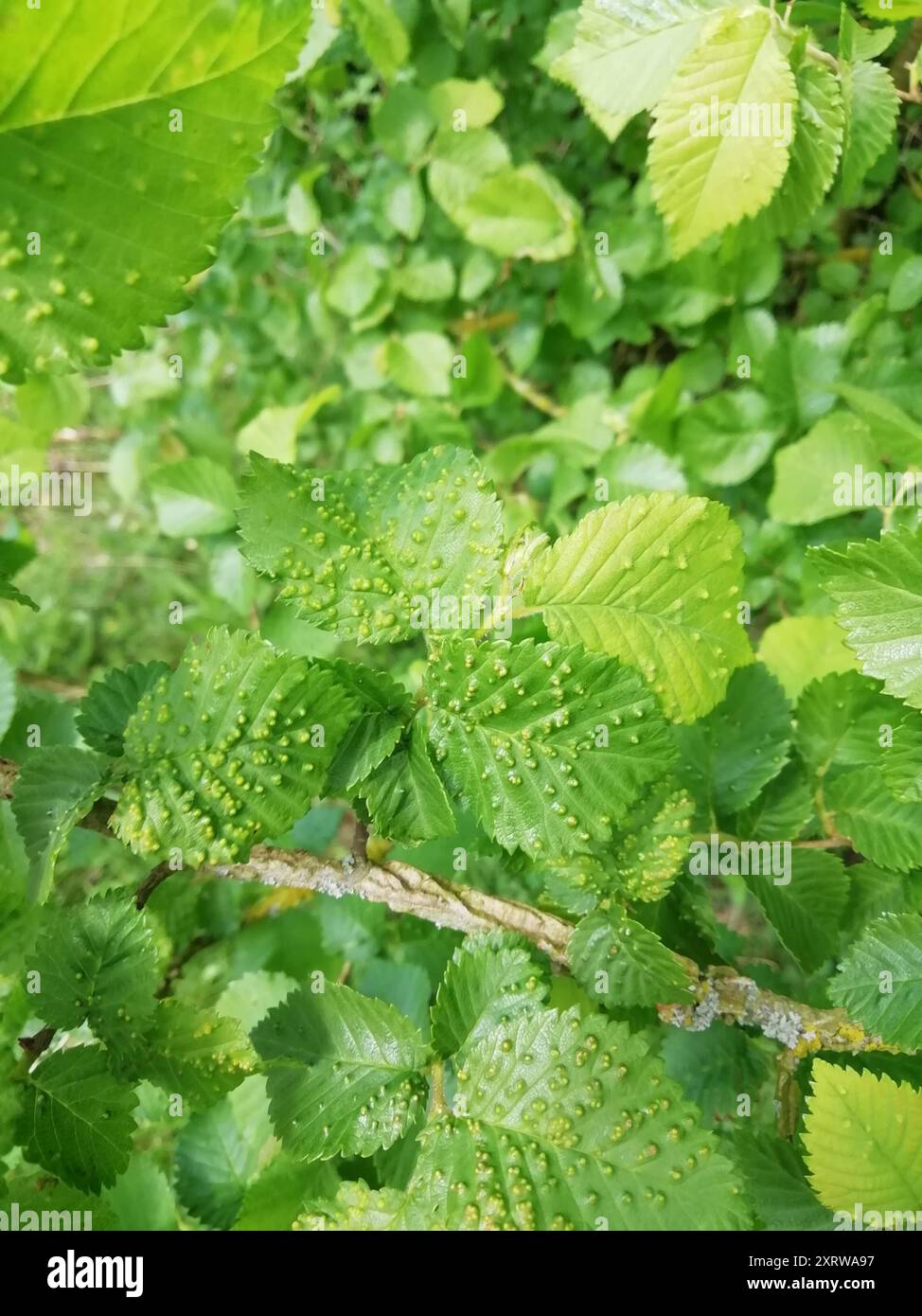 Elm Leaf Gall Mite (Aceria campestricola) Arachnida Stock Photo - Alamy