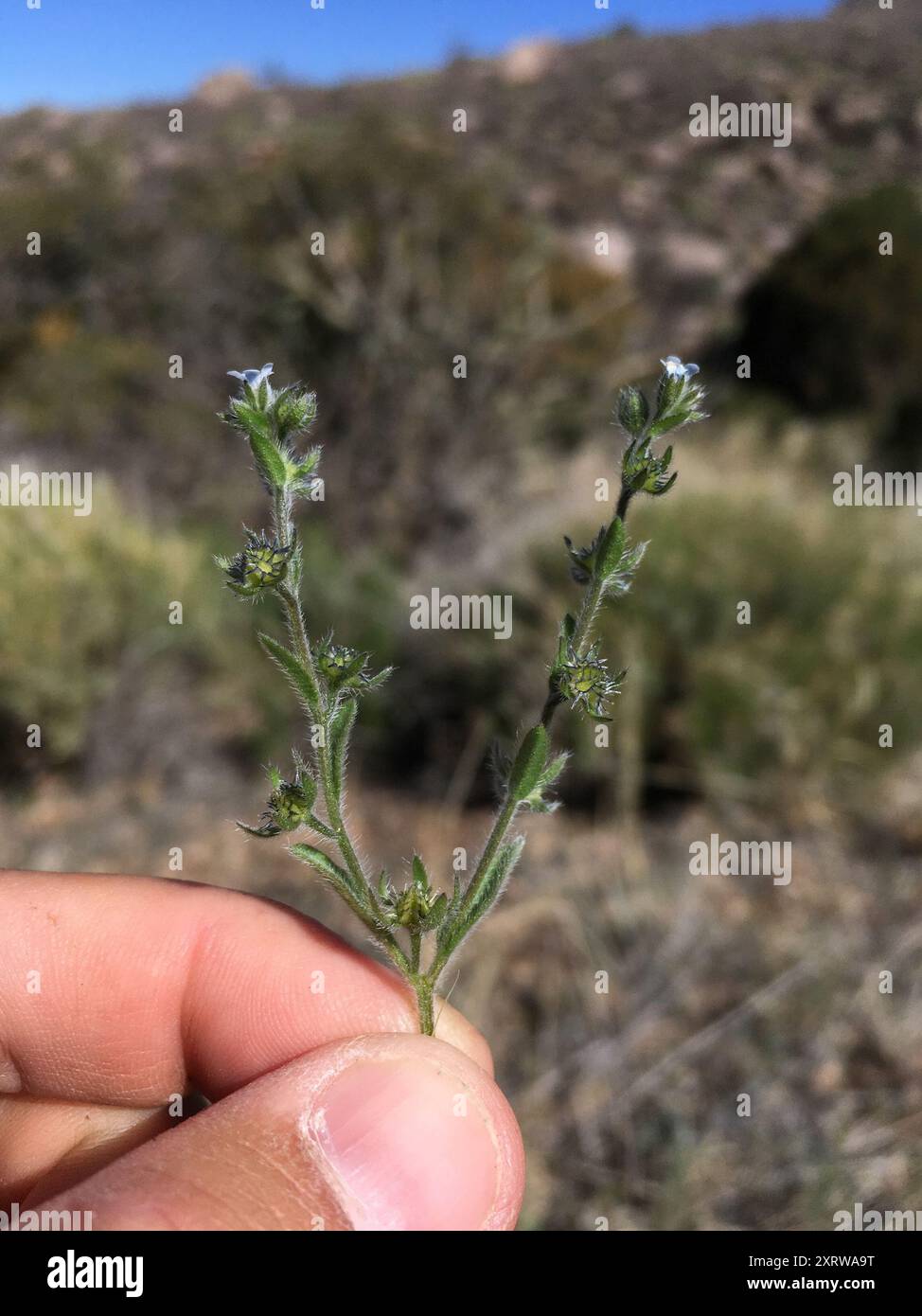 (Lappula occidentalis occidentalis) Plantae Stock Photo - Alamy
