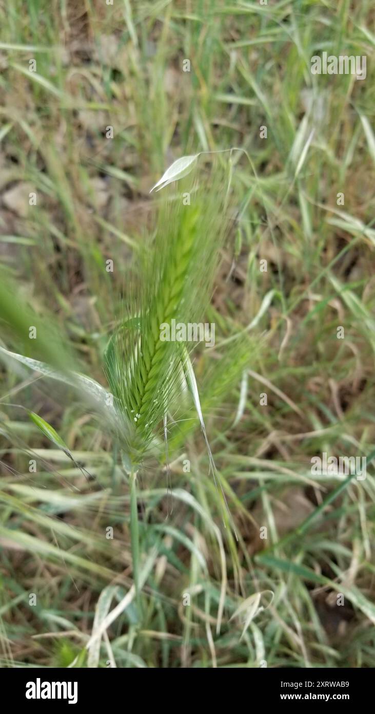 wall barley (Hordeum murinum) Plantae Stock Photo - Alamy