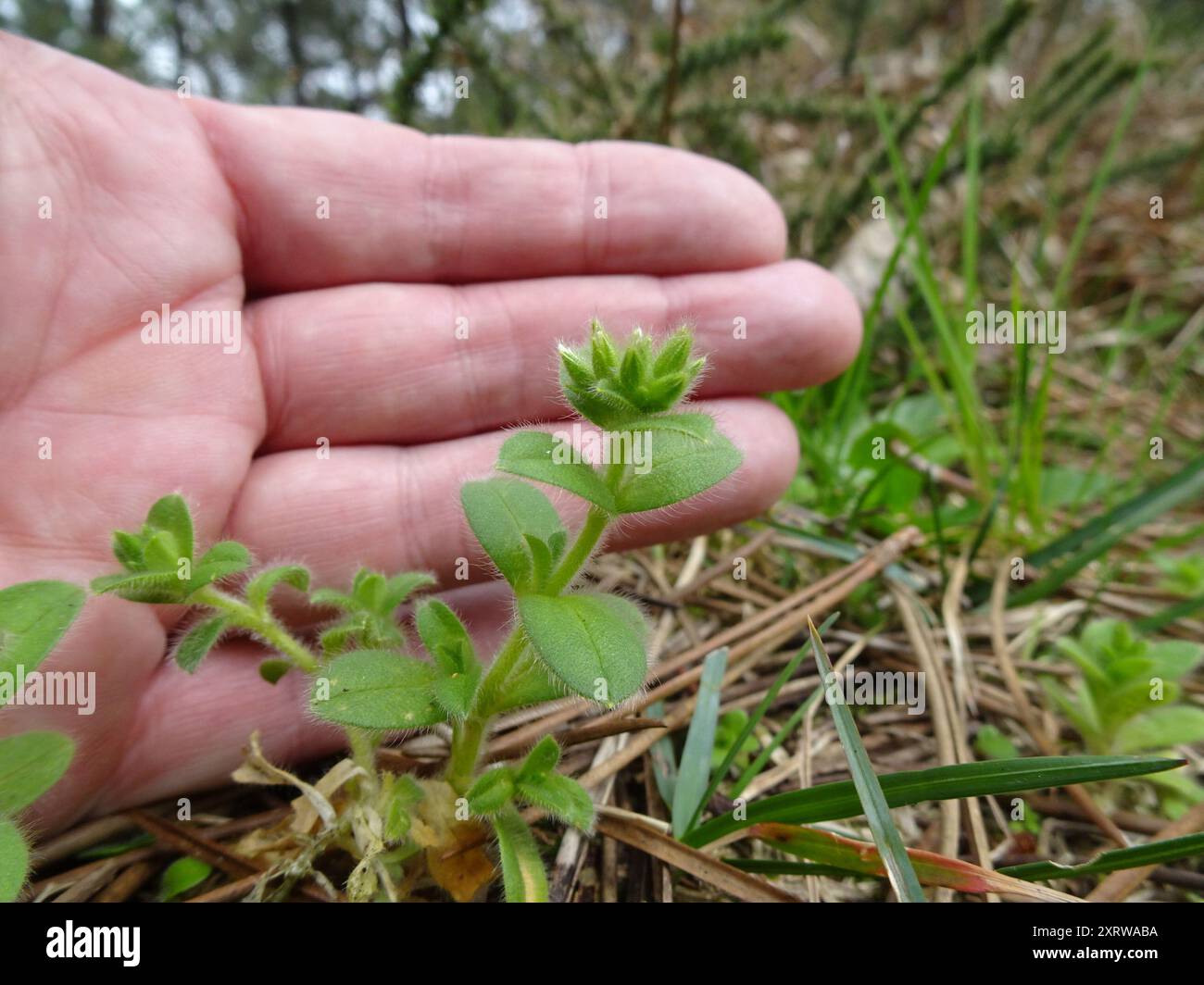 Sticky mouse-ear chickweed (Cerastium glomeratum) Plantae Stock Photo ...