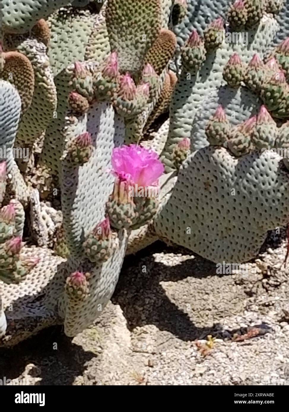 Beavertail Pricklypear (Opuntia basilaris) Plantae Stock Photo - Alamy