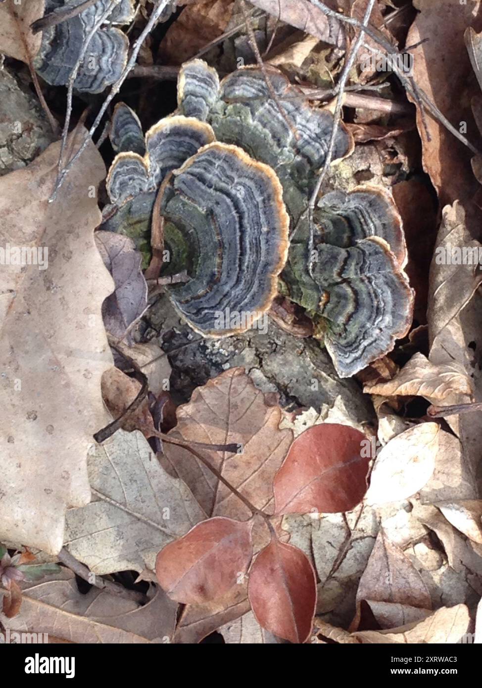 turkey-tail (Trametes versicolor) Fungi Stock Photo - Alamy