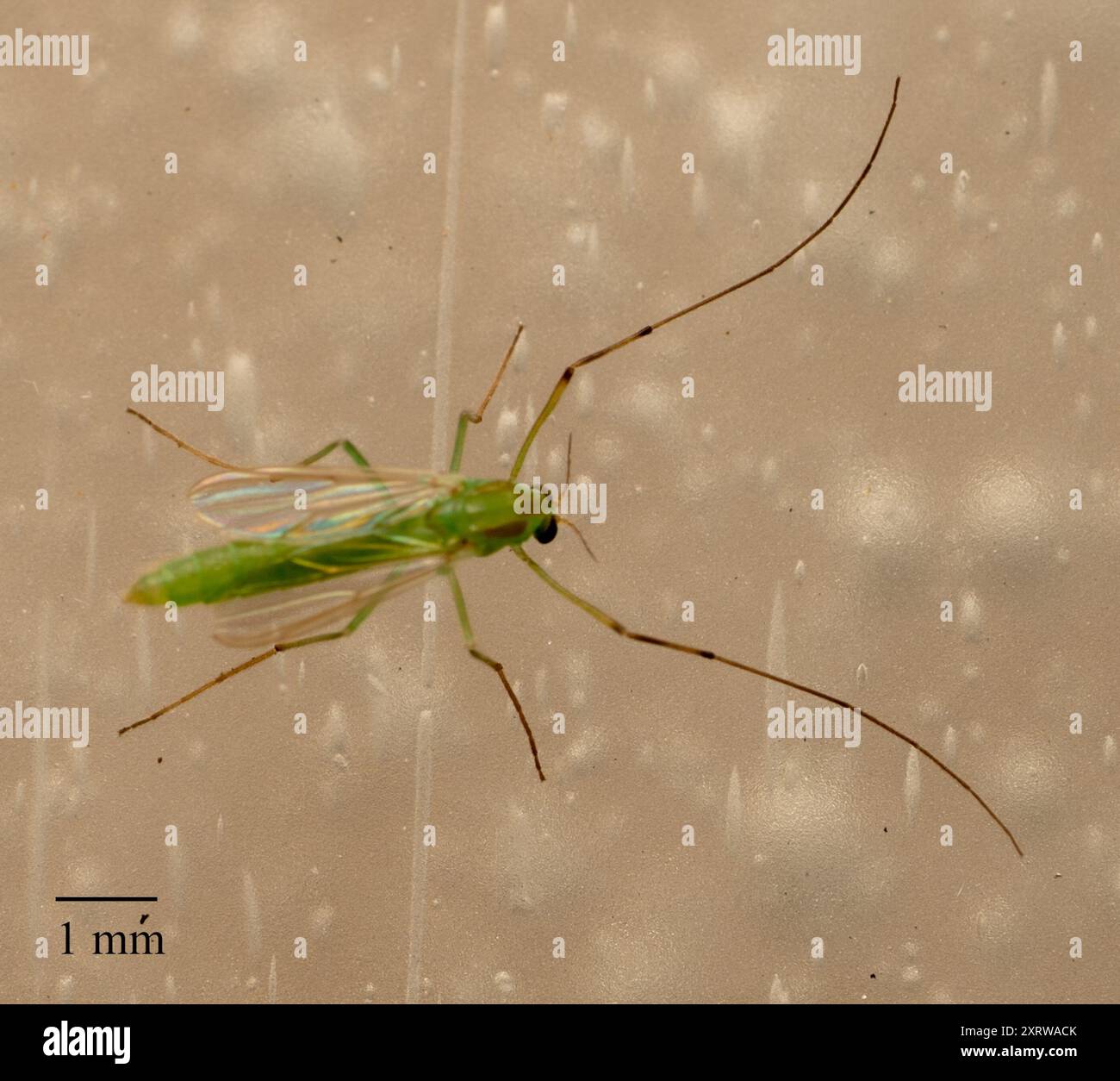 Non-biting Midges (Chironomidae) Insecta Stock Photo - Alamy