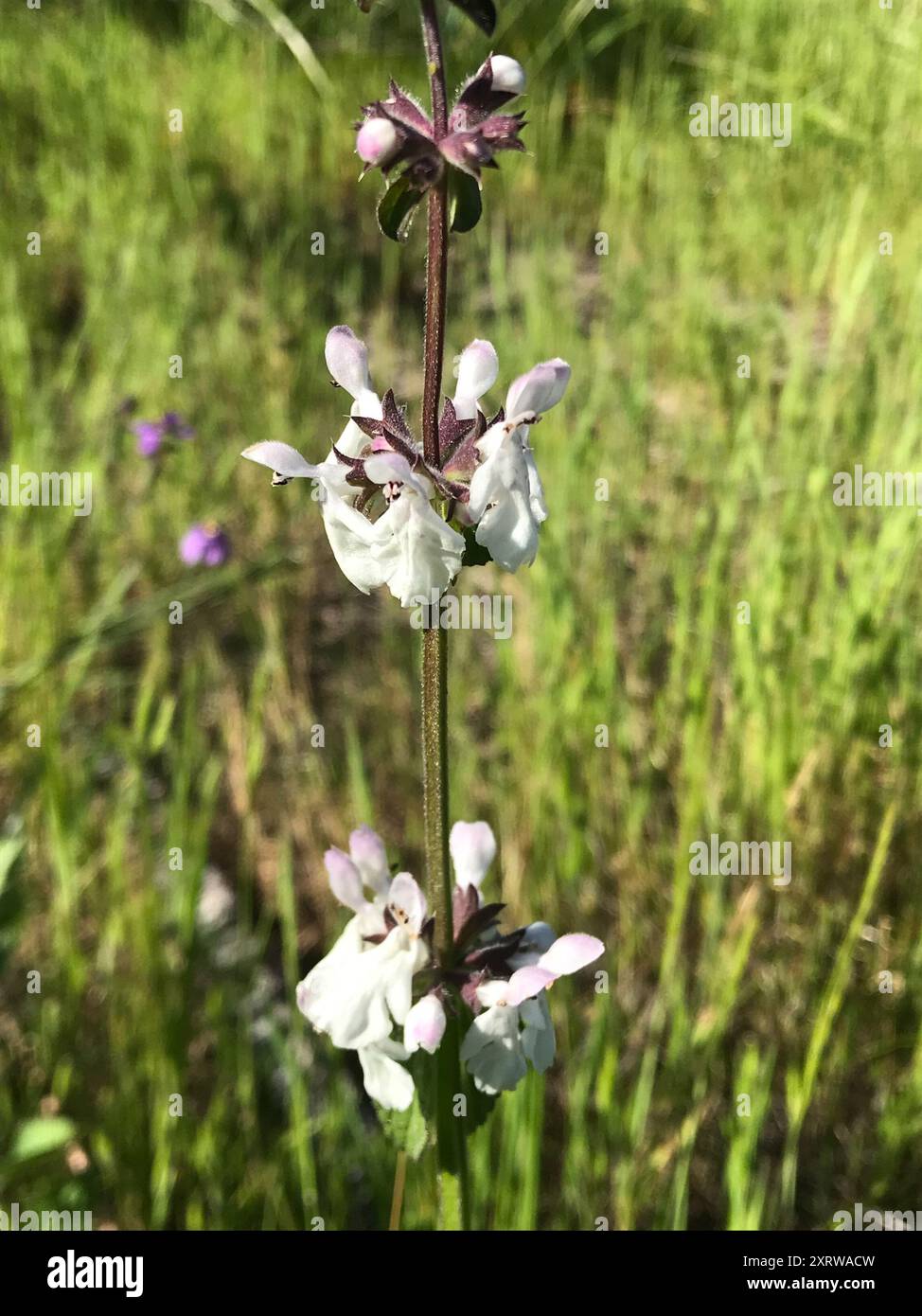 Rough Hedgenettle (Stachys rigida) Plantae Stock Photo - Alamy