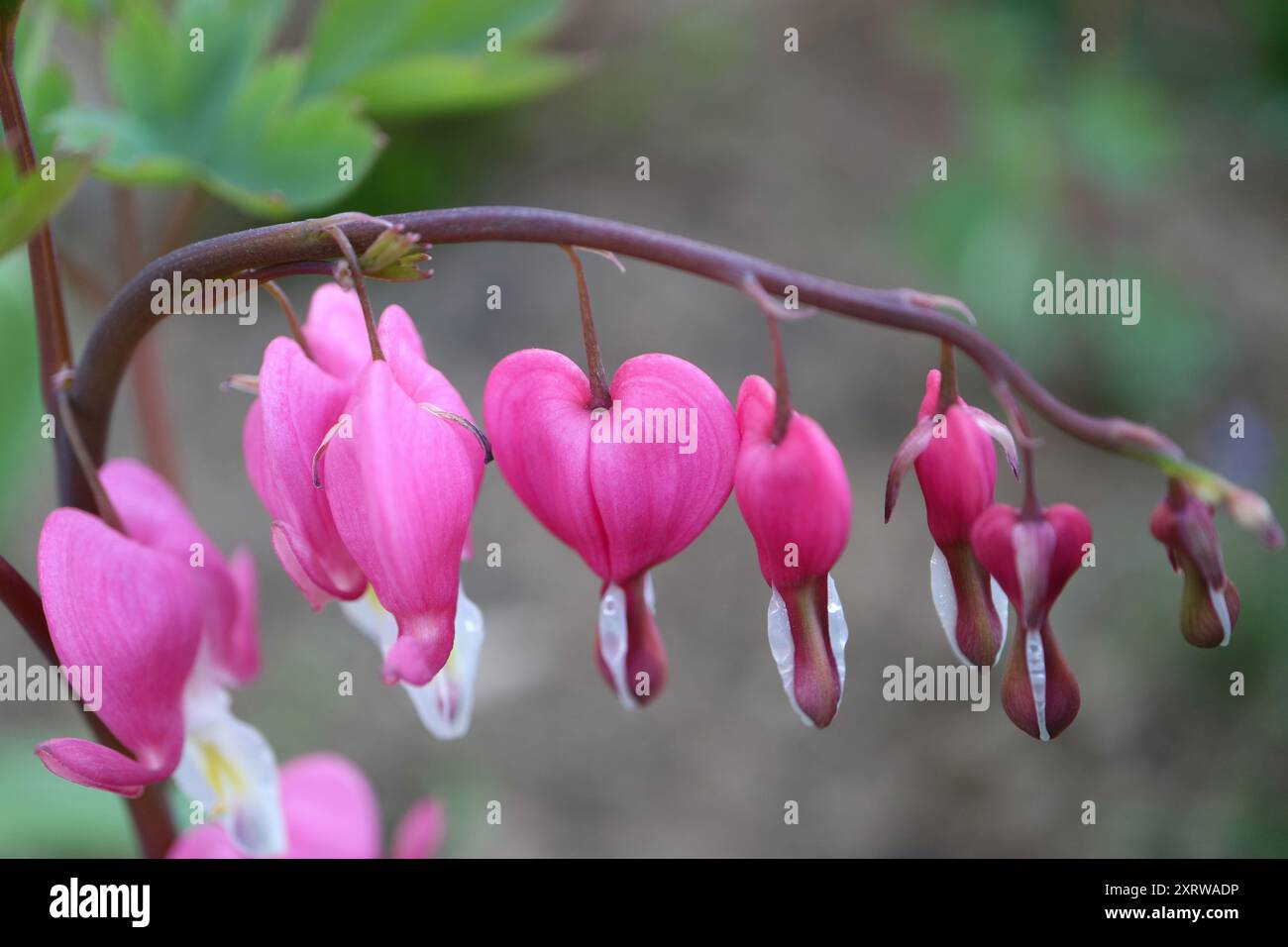 Pink Bleeding Hearts in the garden ,Bleeding Hearts with soft petals ...