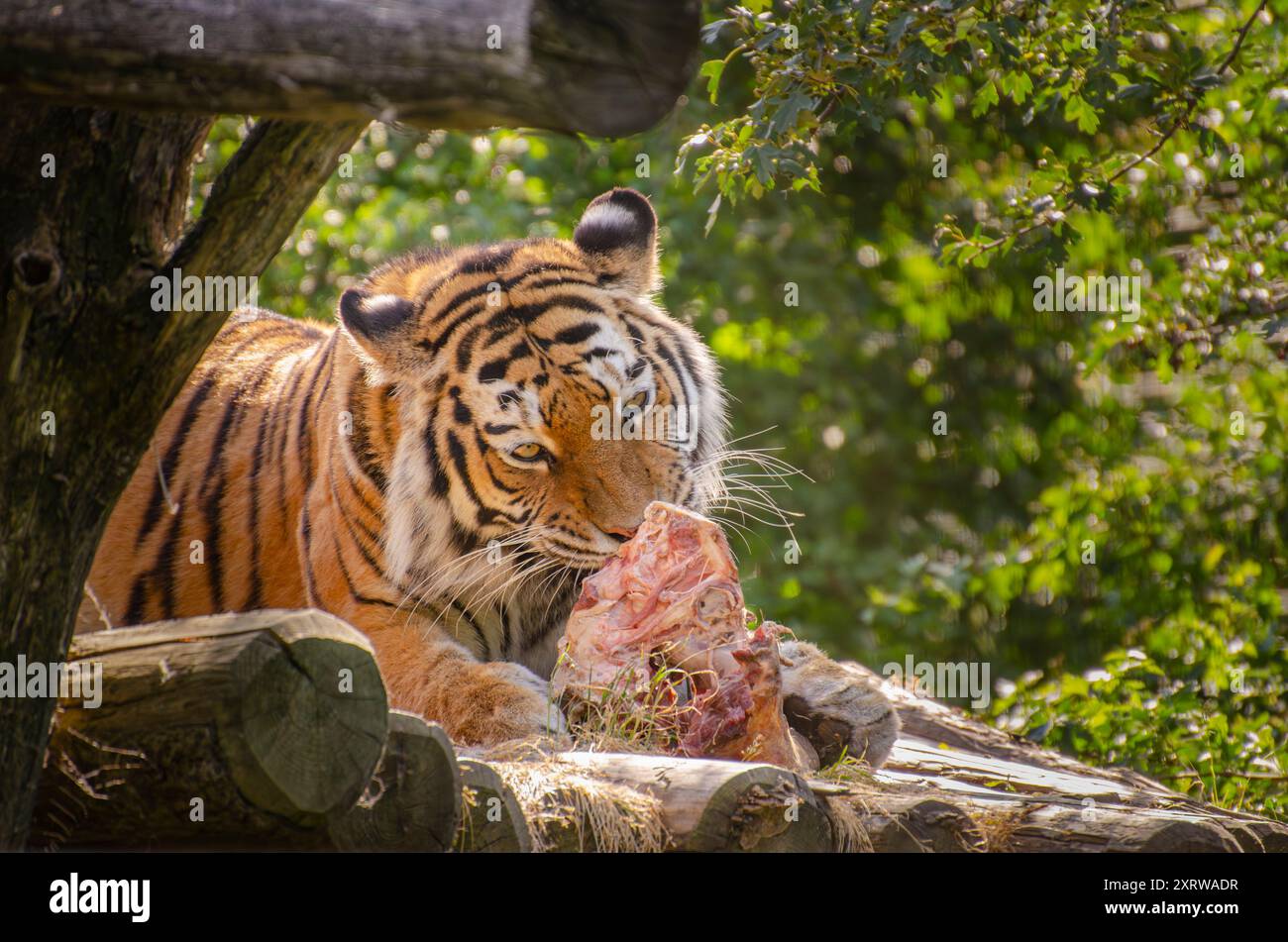 tiger feeds on a piece of raw meat, close-up portrait Stock Photo - Alamy