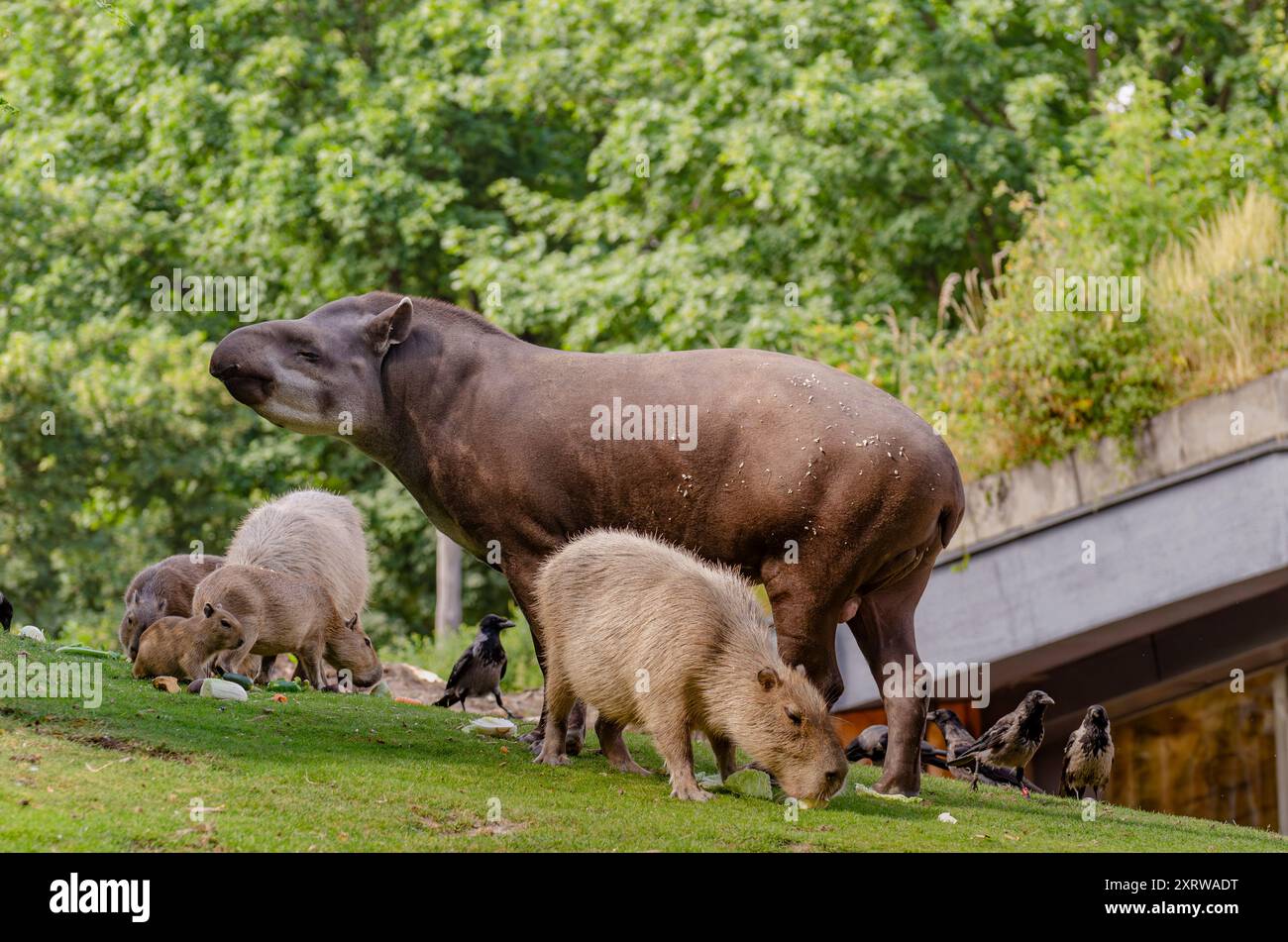 capybara, tapir and crows share food together in a zoo Stock Photo - Alamy