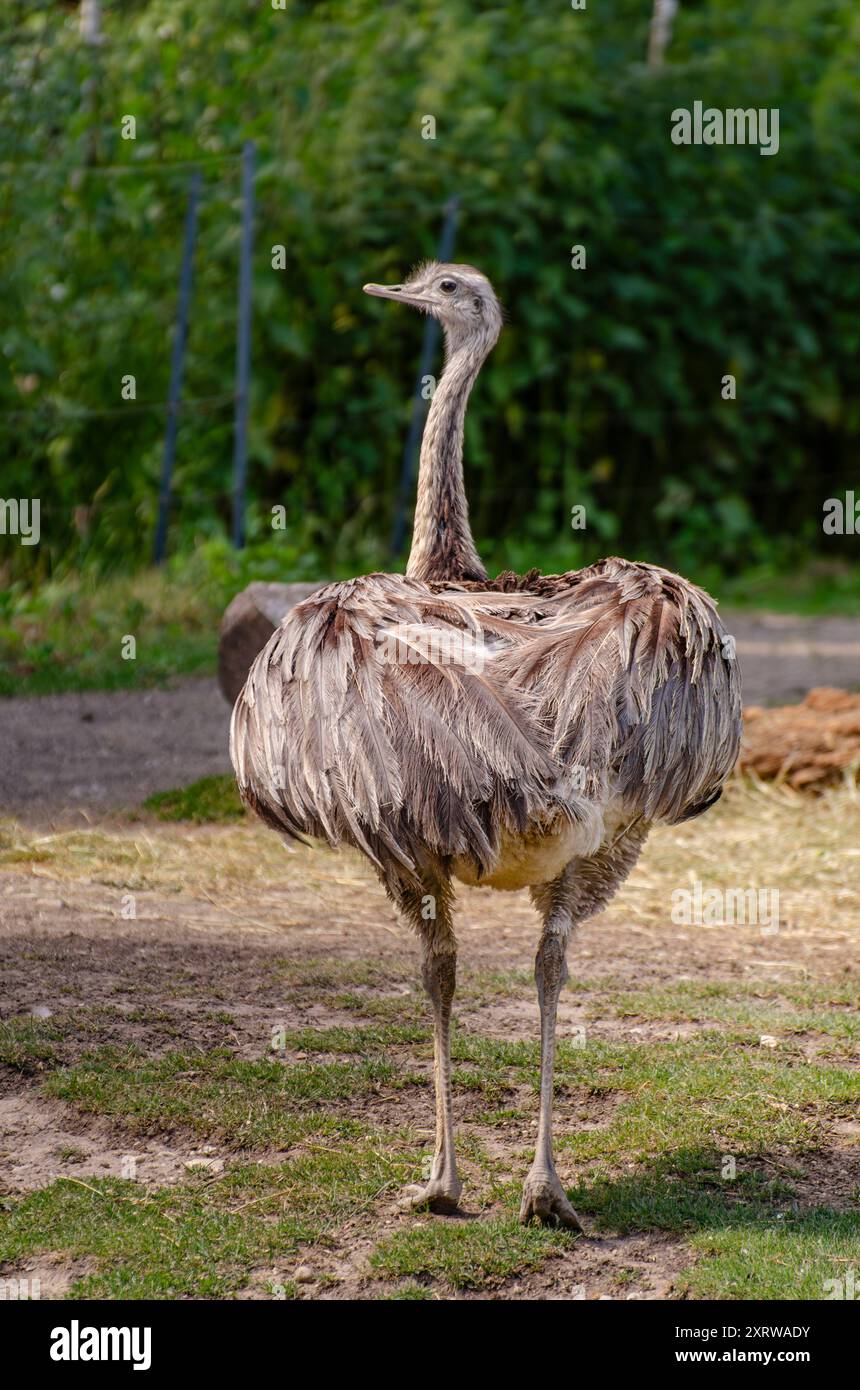 Ostrich looks back over his shoulder at the camera Stock Photo - Alamy