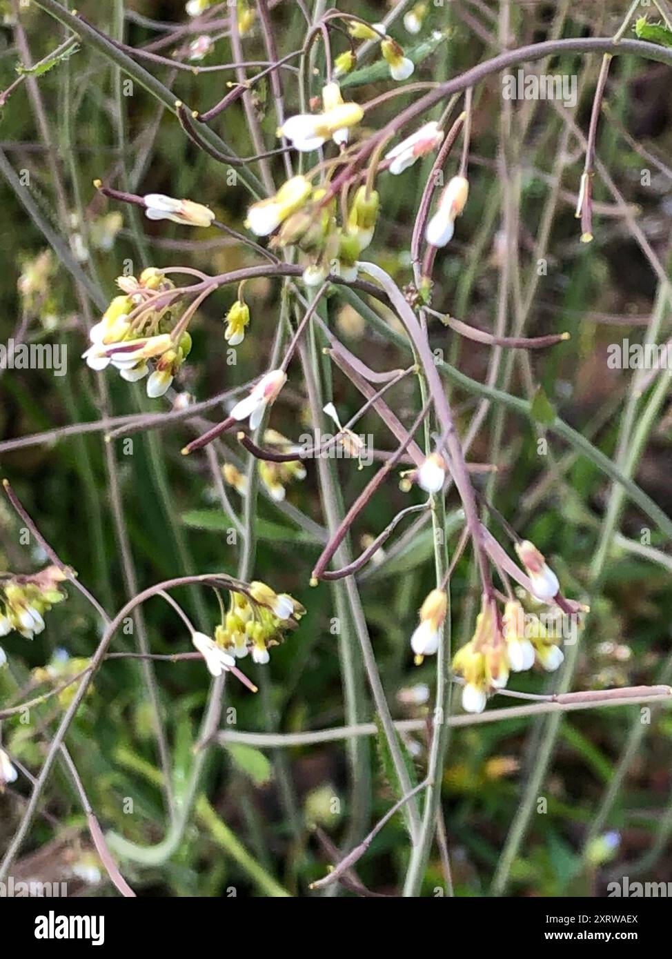mouse-ear cress (Arabidopsis thaliana) Plantae Stock Photo - Alamy