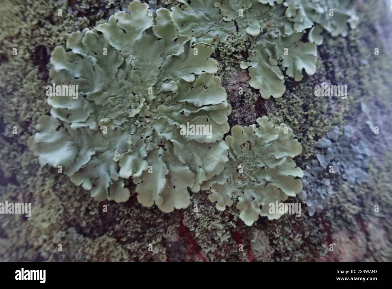 common greenshield lichen (Flavoparmelia caperata) Fungi Stock Photo ...
