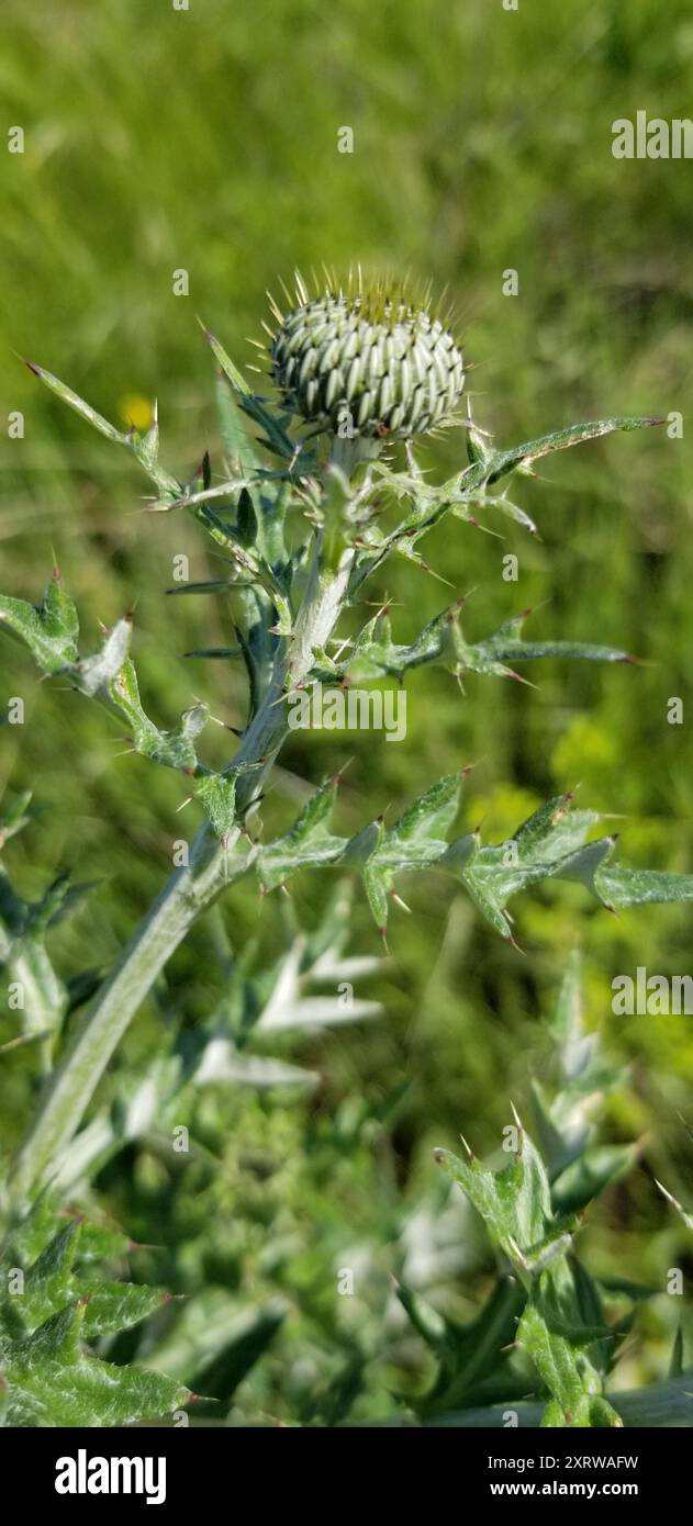 Texas Thistle (Cirsium texanum) Plantae Stock Photo - Alamy