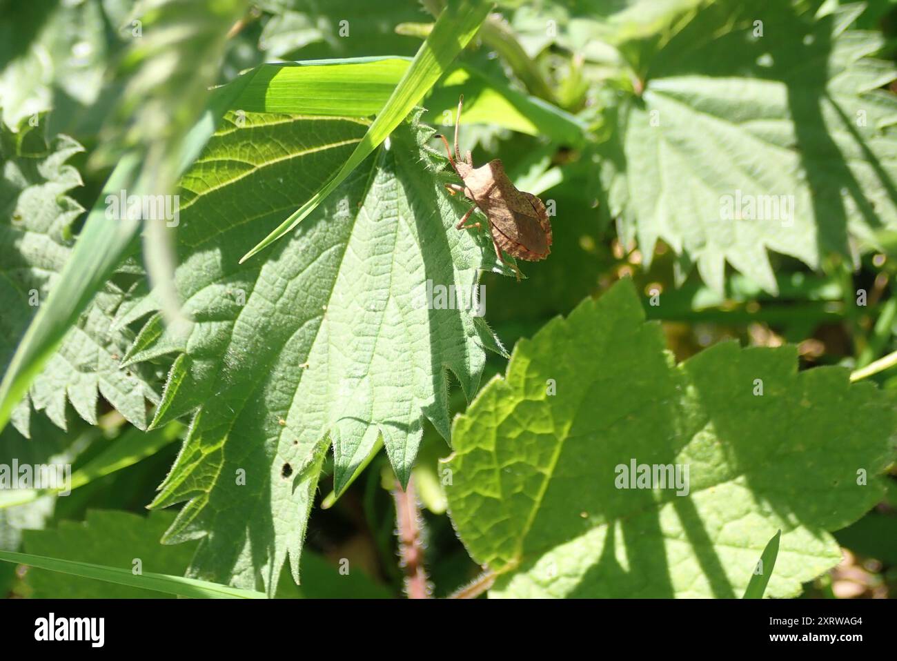 Dock Bug (Coreus marginatus) Insecta Stock Photo - Alamy