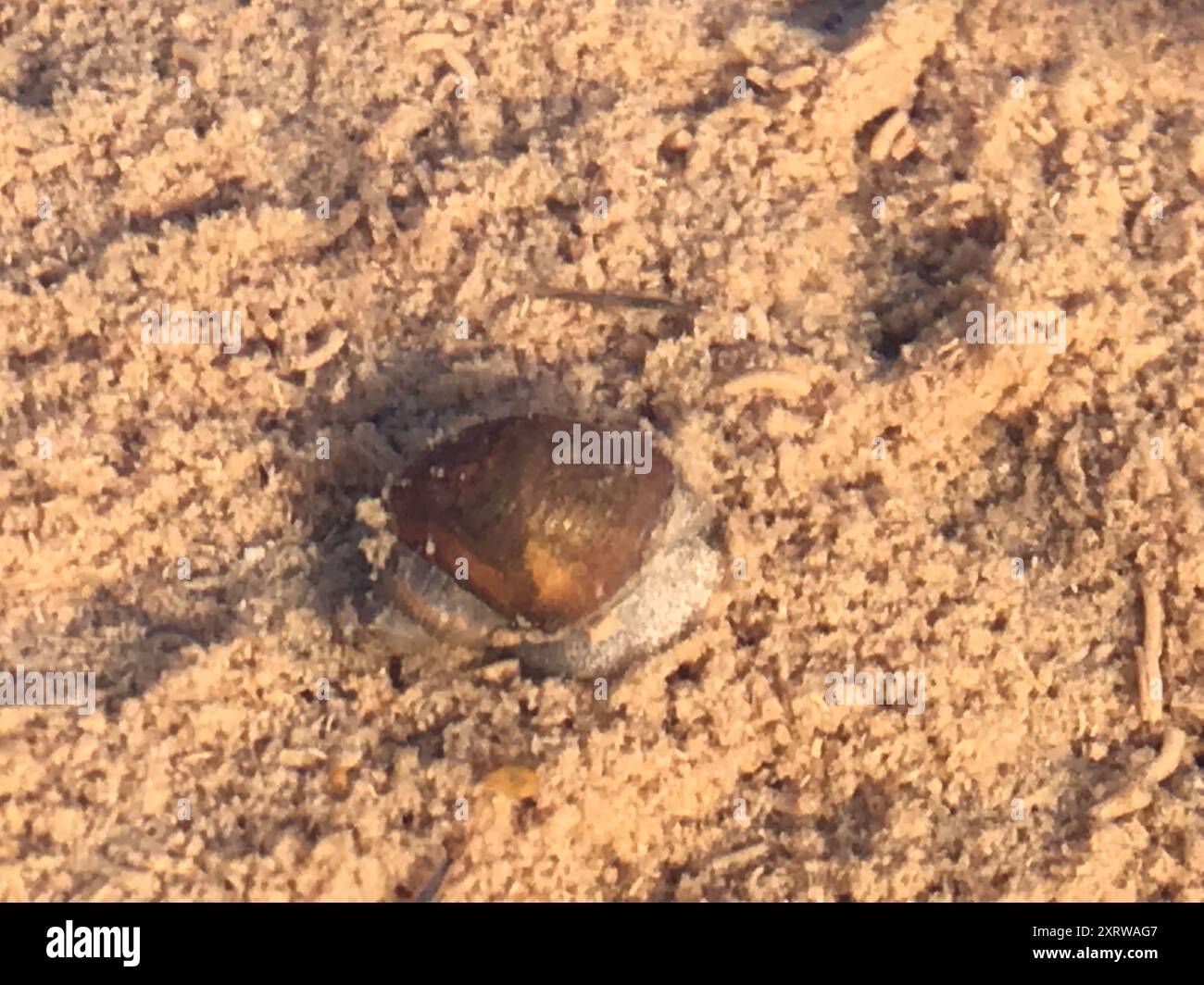 Gastropods (Gastropoda) Mollusca Stock Photo - Alamy