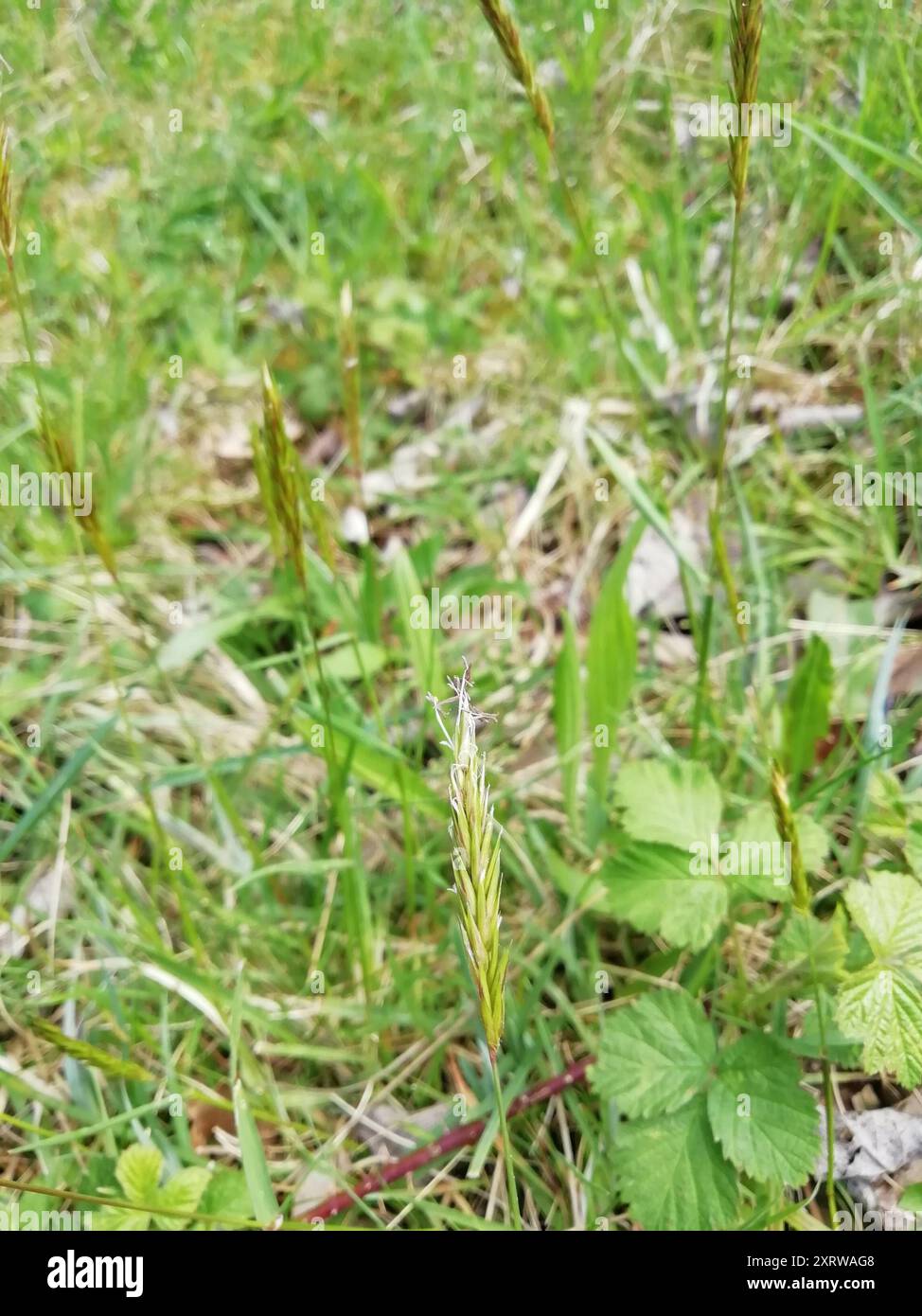 sweet vernal grass (Anthoxanthum odoratum) Plantae Stock Photo - Alamy