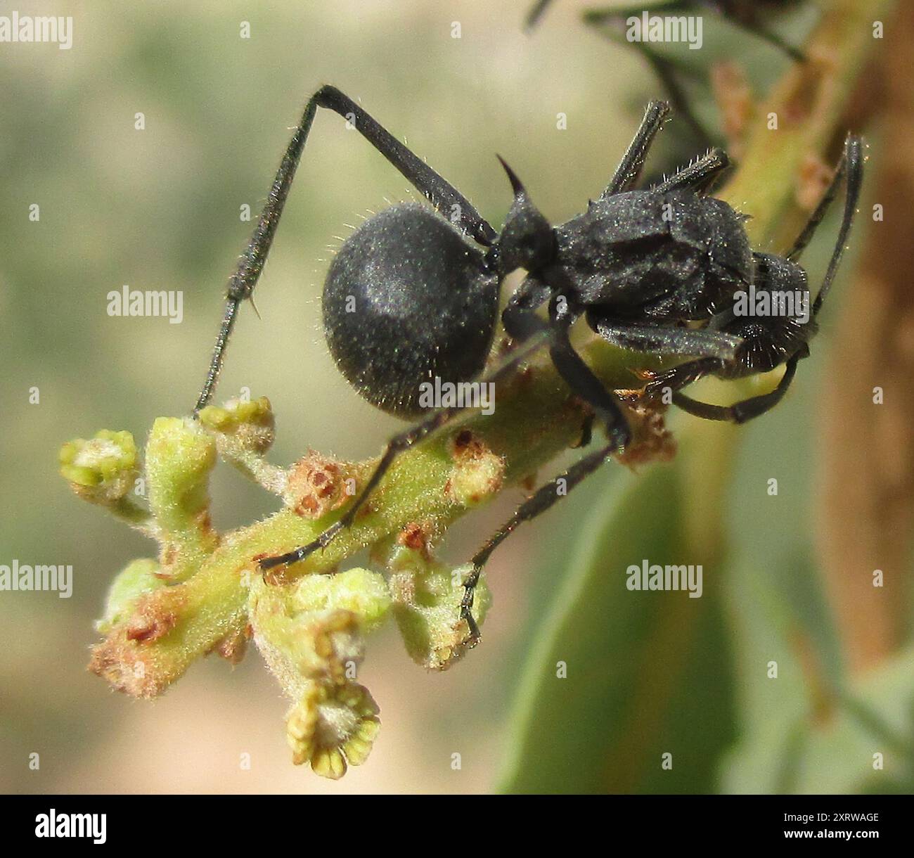 Savanna Spiny Sugar Ant (Polyrhachis schistacea) Insecta Stock Photo ...