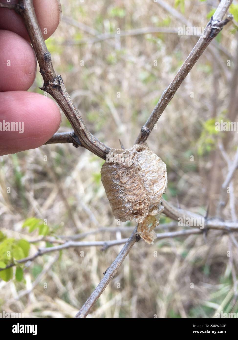 Chinese Mantis (Tenodera sinensis) Insecta Stock Photo - Alamy