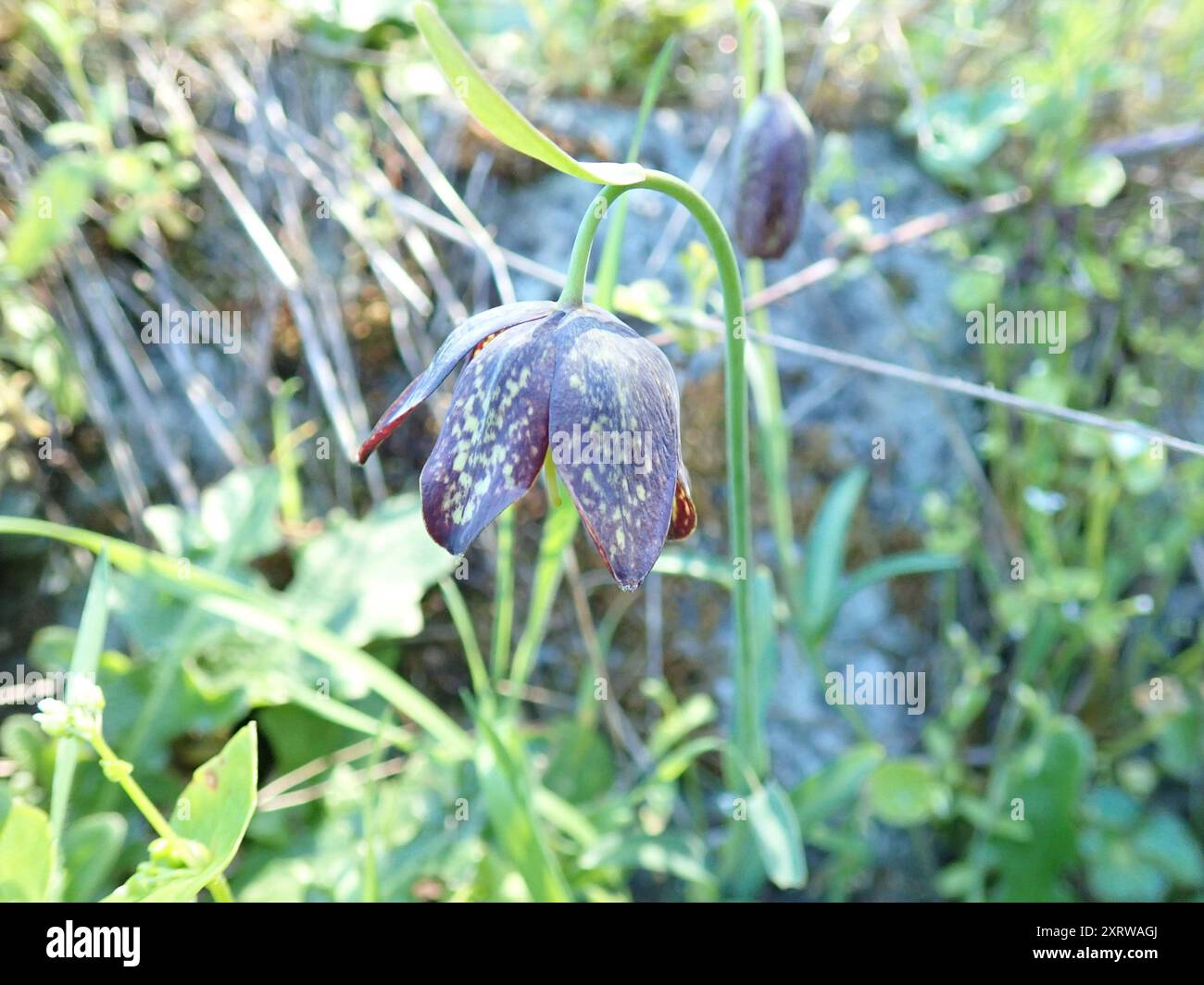 checker lily (Fritillaria affinis) Plantae Stock Photo - Alamy