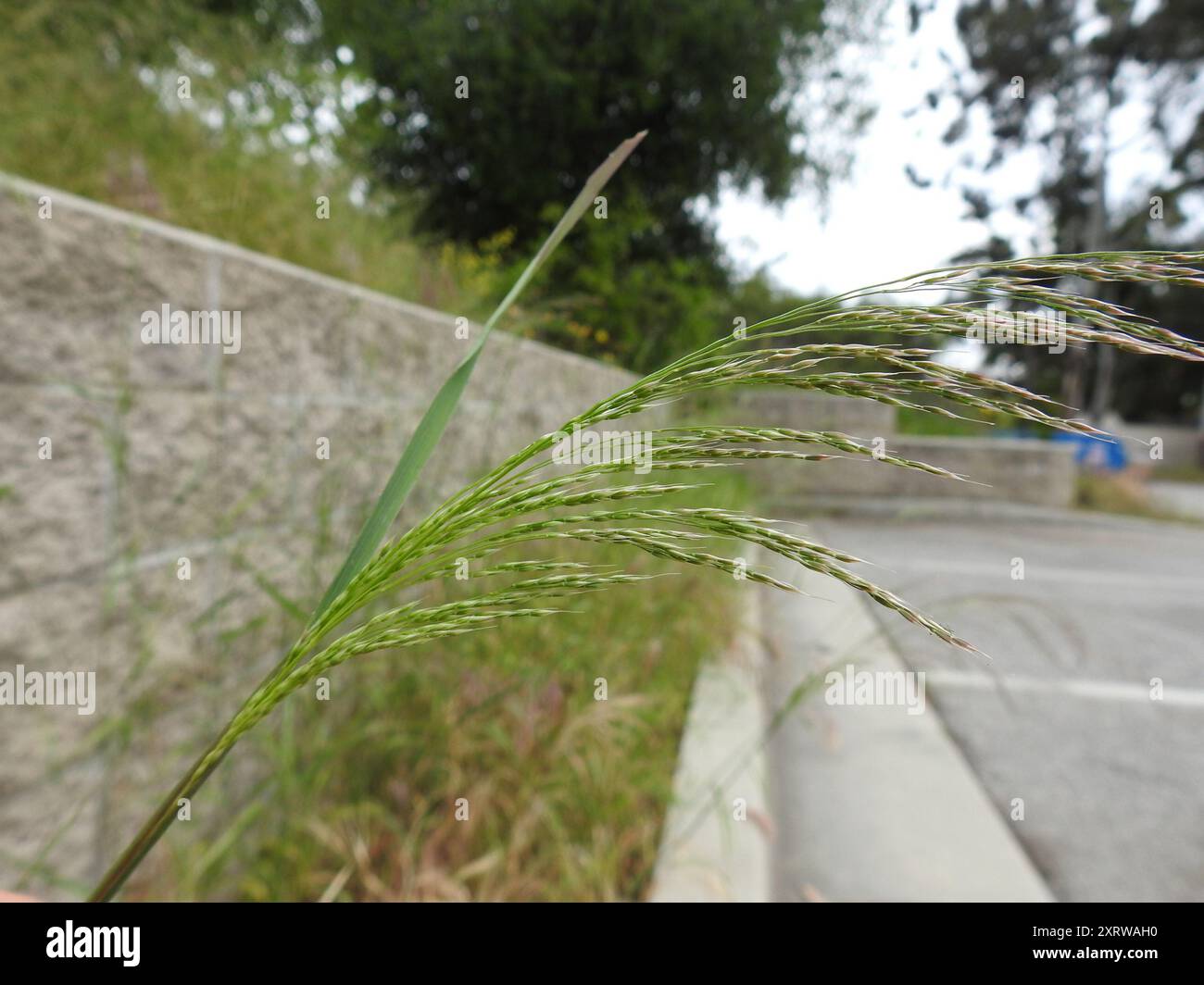 Smilo Grass (Oloptum miliaceum) Plantae Stock Photo - Alamy