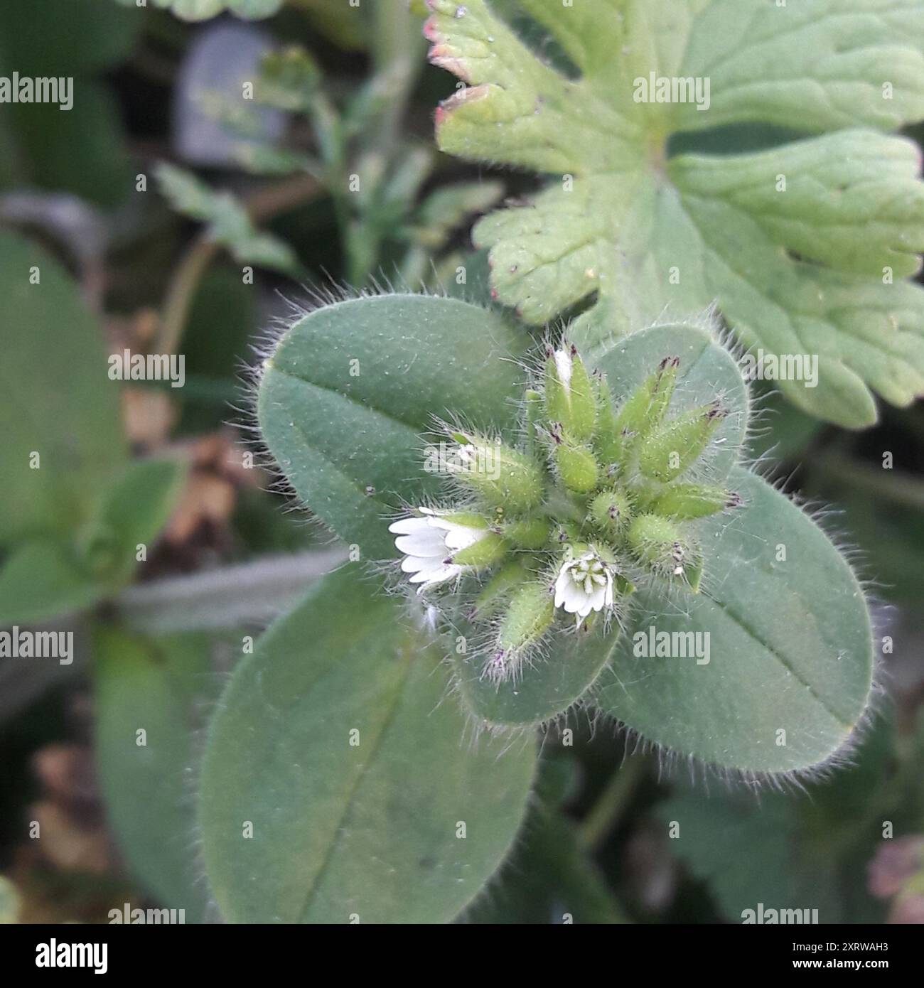 Sticky mouse-ear chickweed (Cerastium glomeratum) Plantae Stock Photo ...