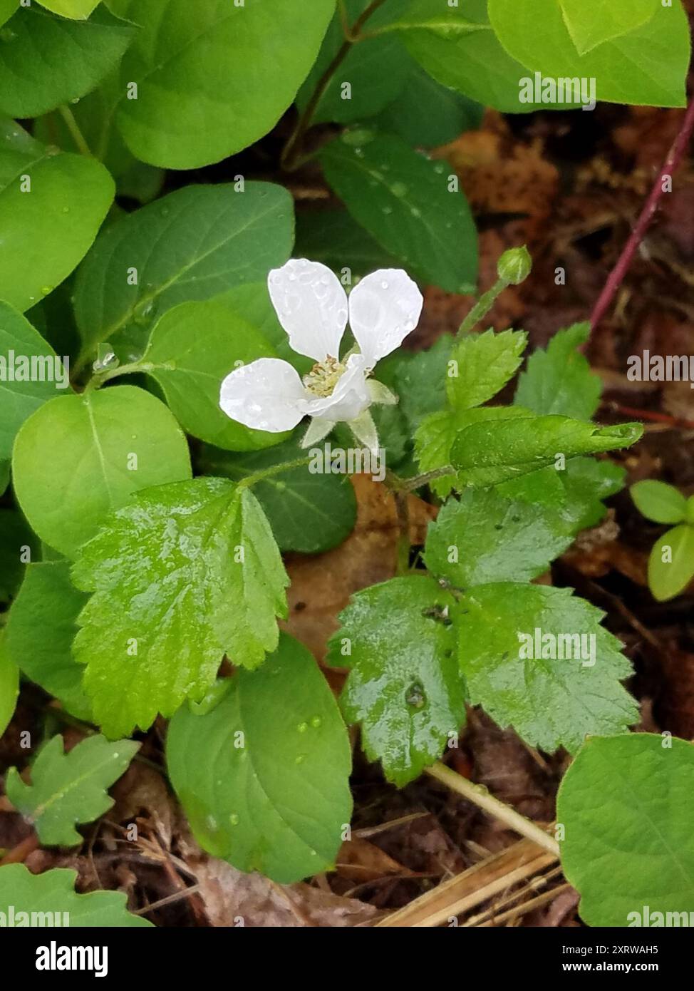 Common Dewberry (Rubus flagellaris) Plantae Stock Photo - Alamy