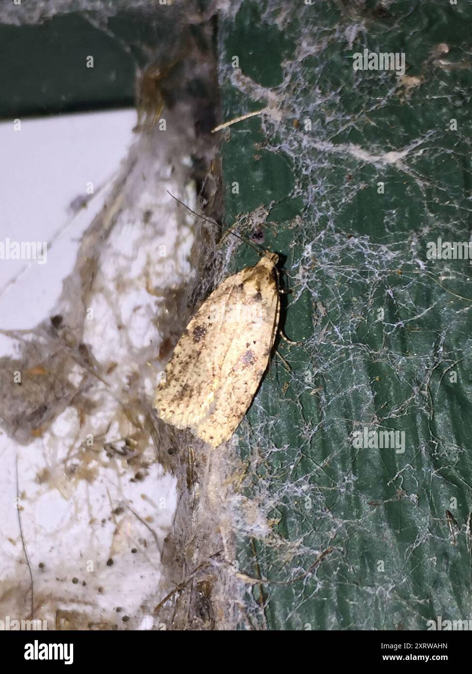 Canadian Agonopterix Moth (Agonopterix canadensis) Insecta Stock Photo ...