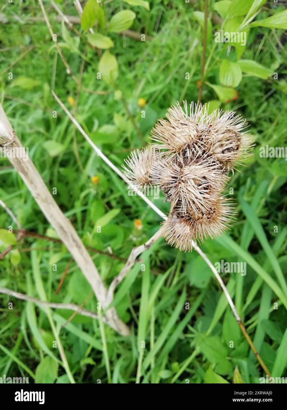 lesser burdock (Arctium minus) Plantae Stock Photo - Alamy