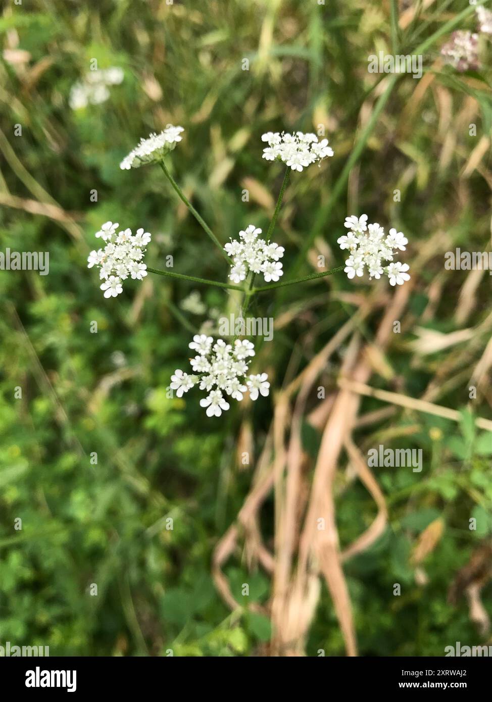 common hedge parsley (Torilis arvensis) Plantae Stock Photo - Alamy