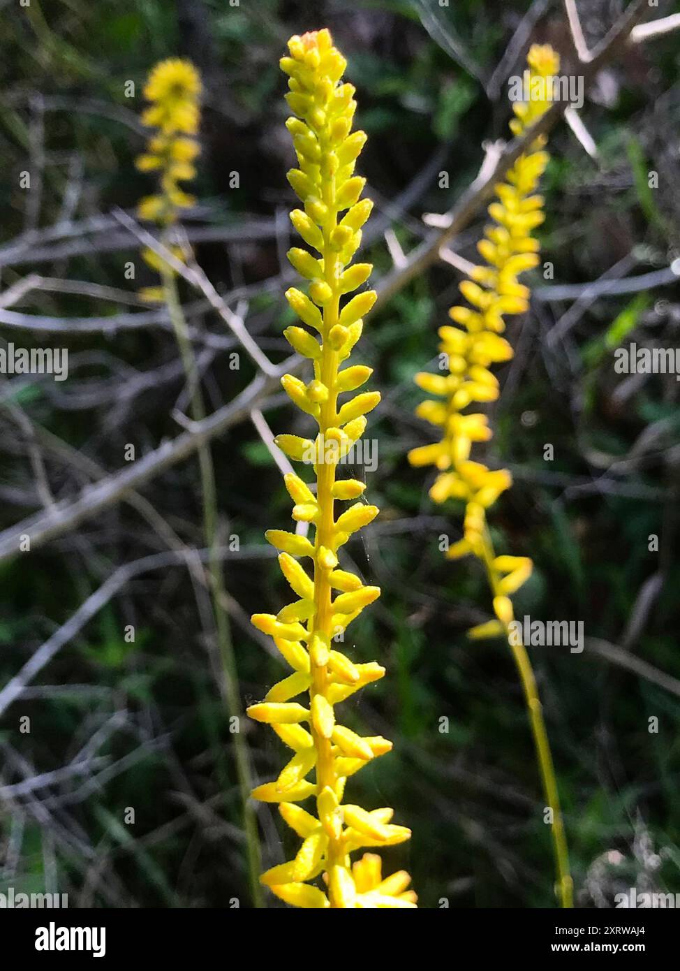 Yellow Colicroot (Aletris lutea) Plantae Stock Photo - Alamy