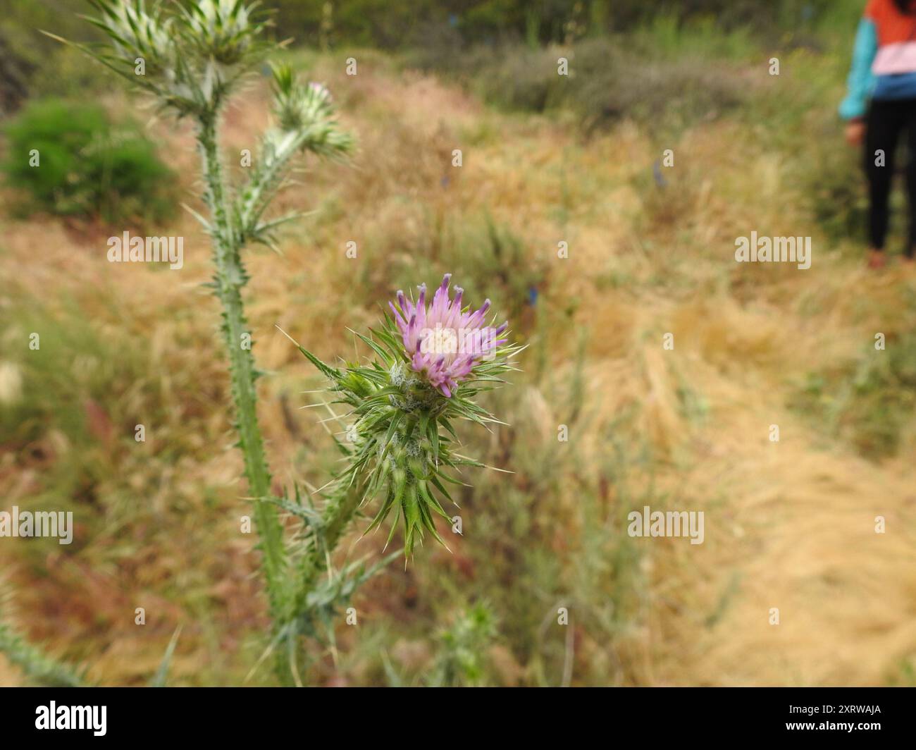 Italian thistle (Carduus pycnocephalus) Plantae Stock Photo - Alamy