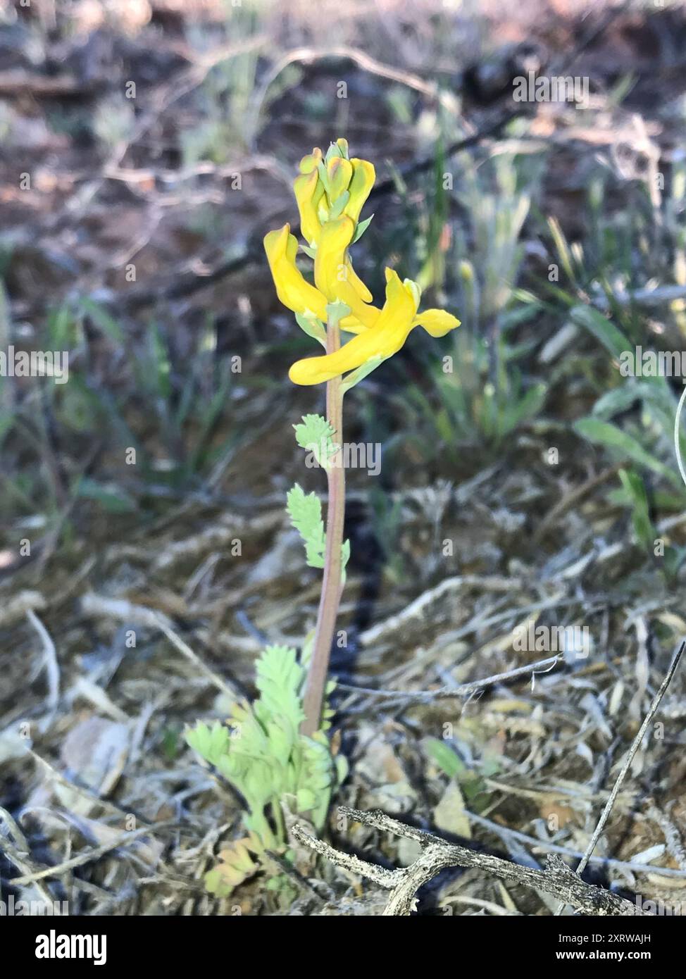 golden corydalis (Corydalis aurea) Plantae Stock Photo - Alamy