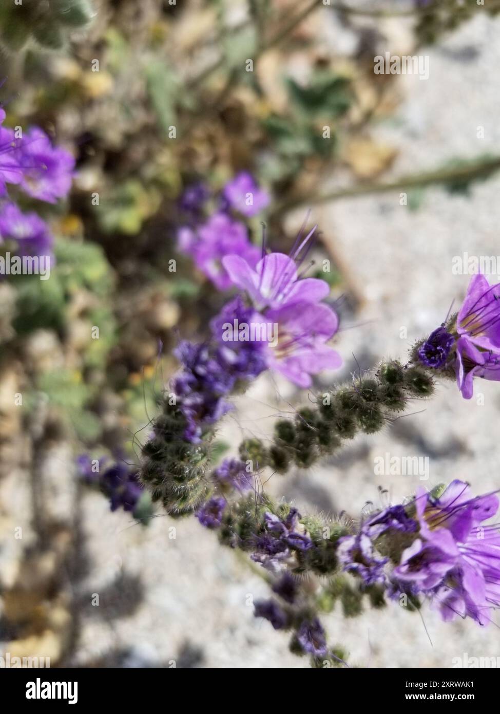 Notch-leaf Scorpionweed (Phacelia crenulata) Plantae Stock Photo - Alamy