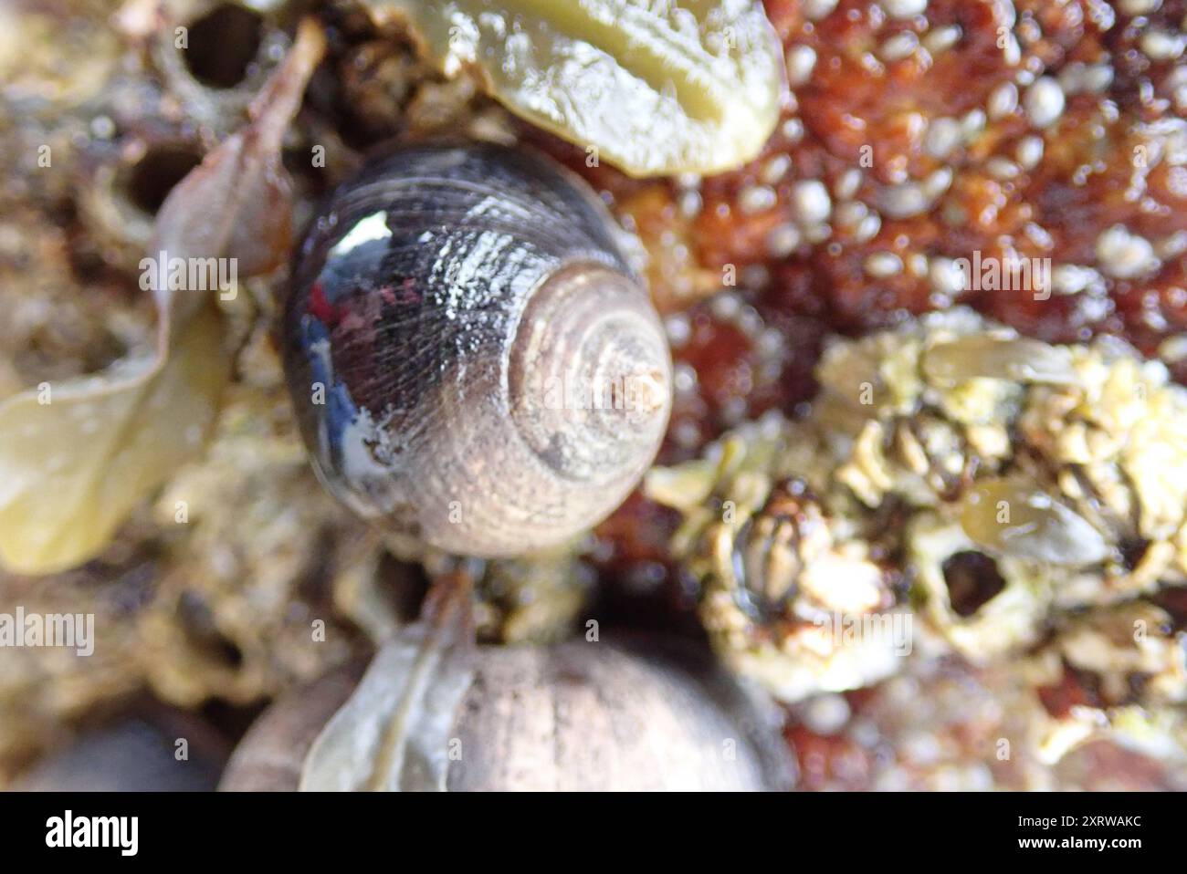 Common Periwinkle (Littorina littorea) Mollusca Stock Photo - Alamy
