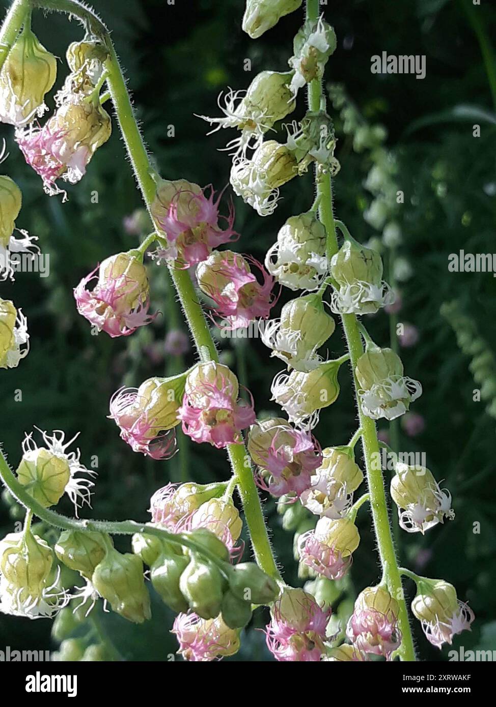 fringe cups (Tellima grandiflora) Plantae Stock Photo - Alamy