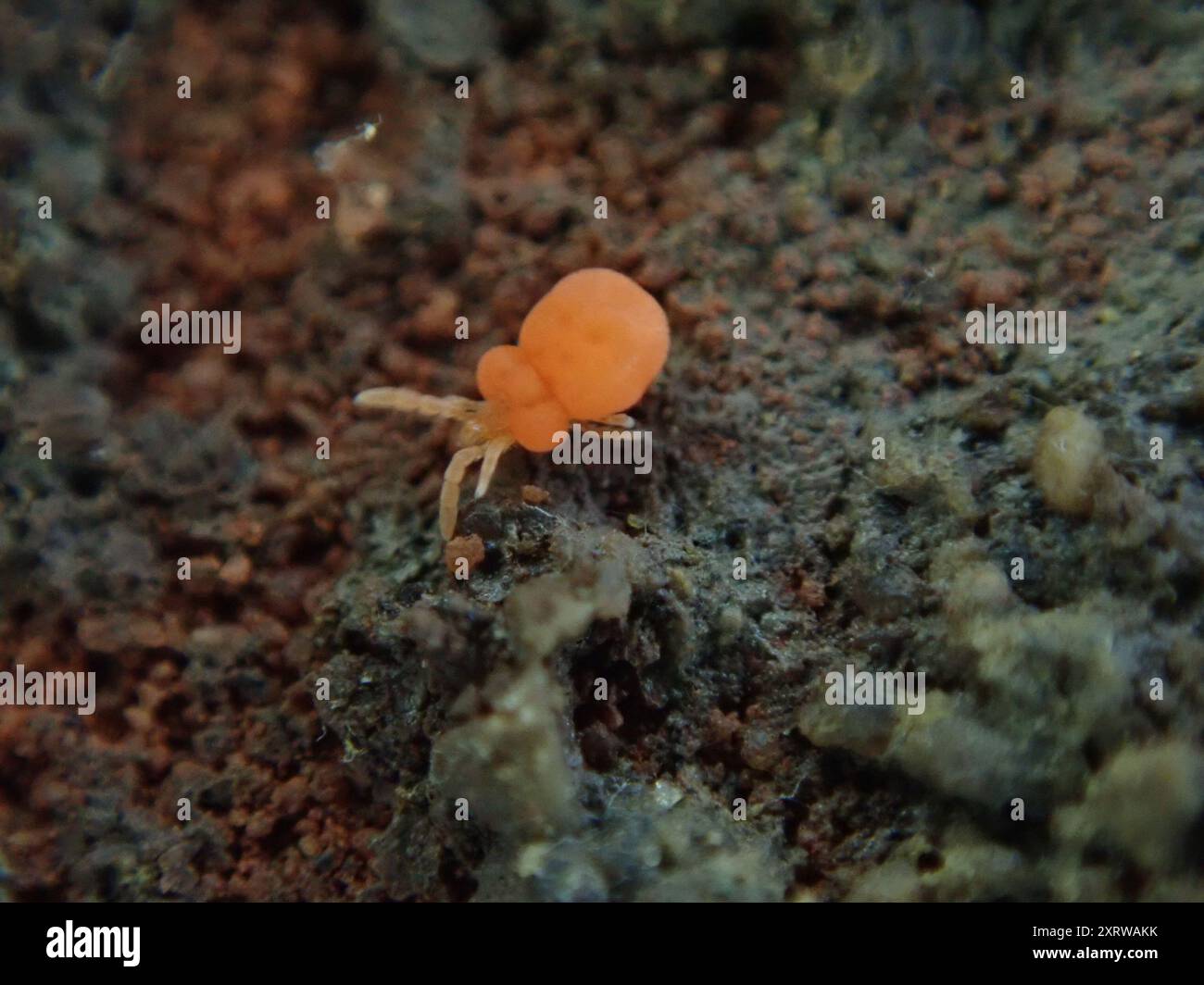 Mites and Ticks (Acari) Arachnida Stock Photo - Alamy