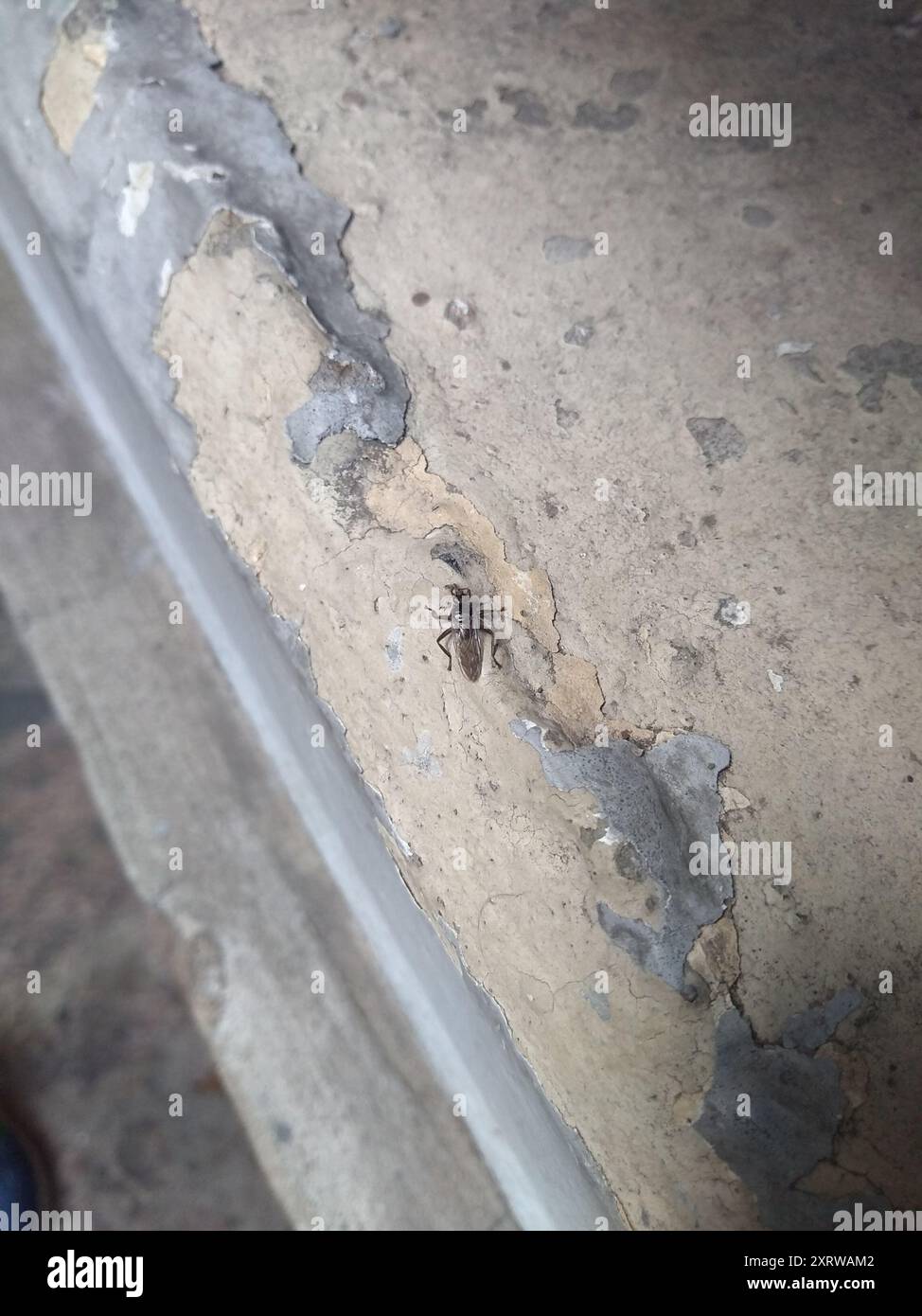 Pigeon Louse Fly (Pseudolynchia canariensis) Insecta Stock Photo - Alamy
