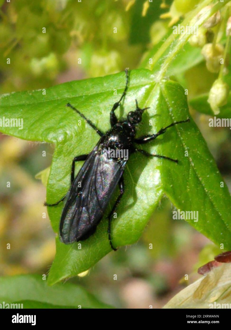 March Flies (Bibio) Insecta Stock Photo - Alamy