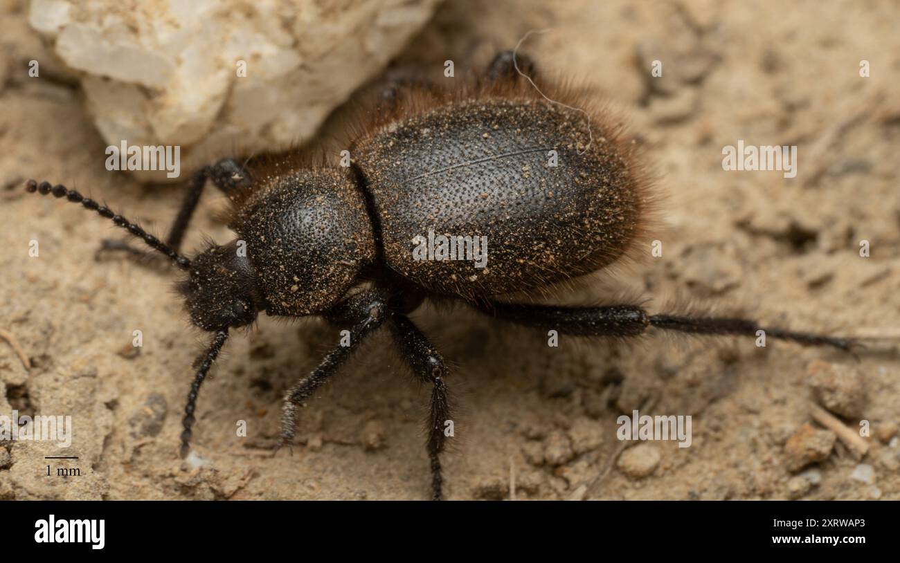Woolly Darkling Beetle (Eleodes osculans) Insecta Stock Photo - Alamy