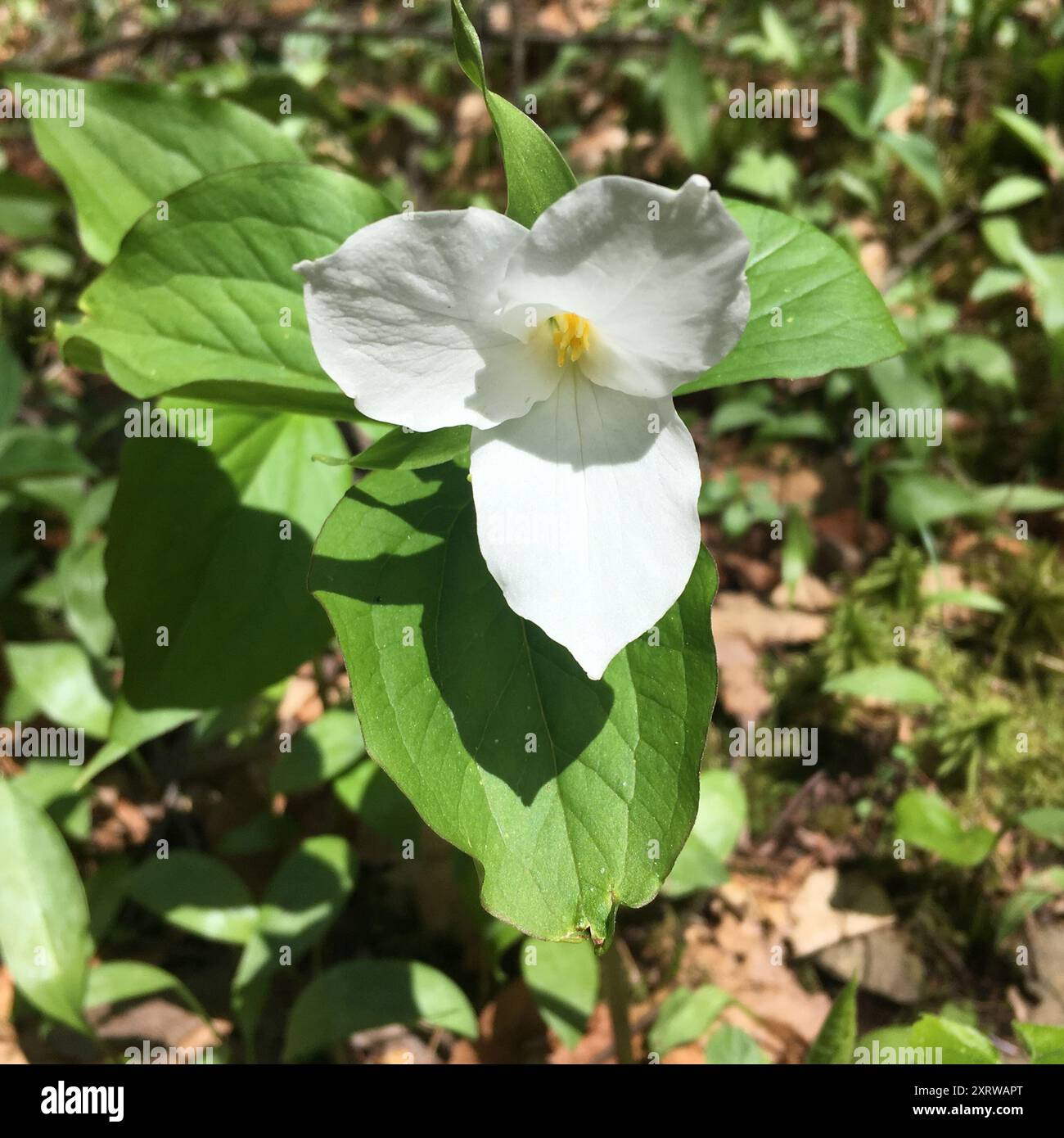 large white trillium (Trillium grandiflorum) Plantae Stock Photo - Alamy