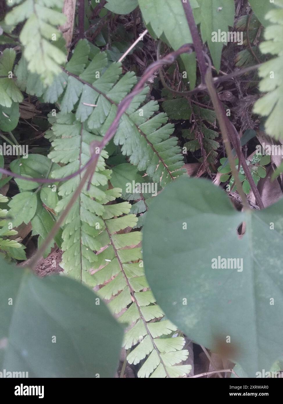 Trailing maidenhair fern (Adiantum caudatum) Plantae Stock Photo - Alamy