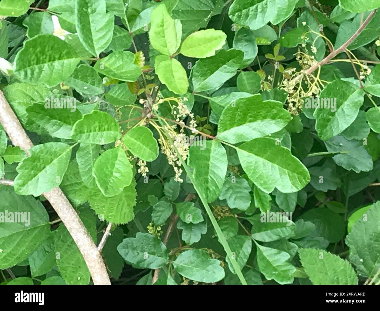 Pacific poison oak (Toxicodendron diversilobum) Plantae Stock Photo - Alamy