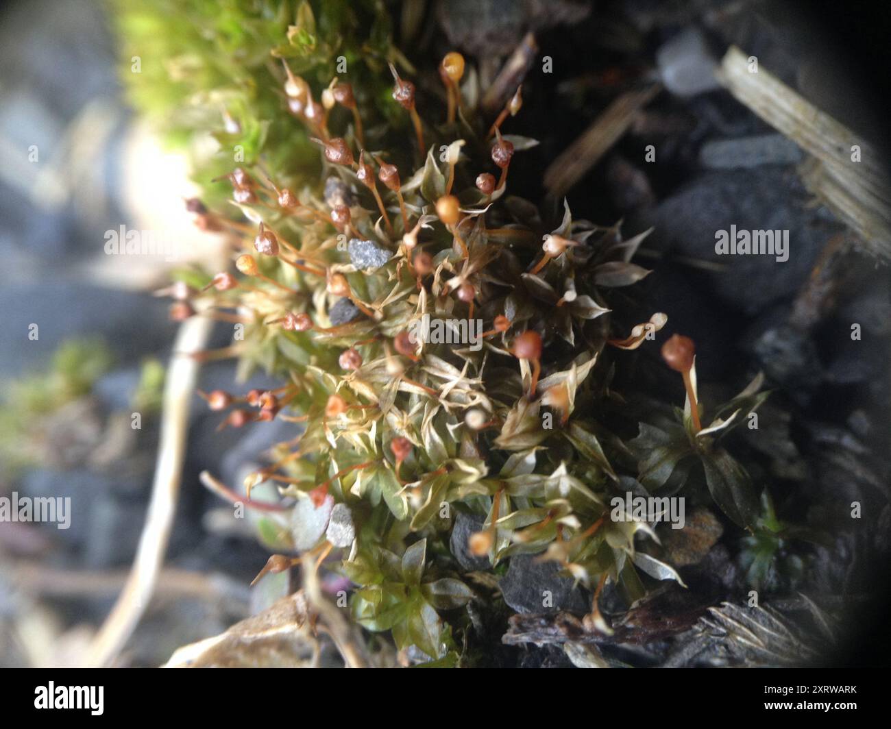 Common Pottia (Tortula truncata) Plantae Stock Photo - Alamy