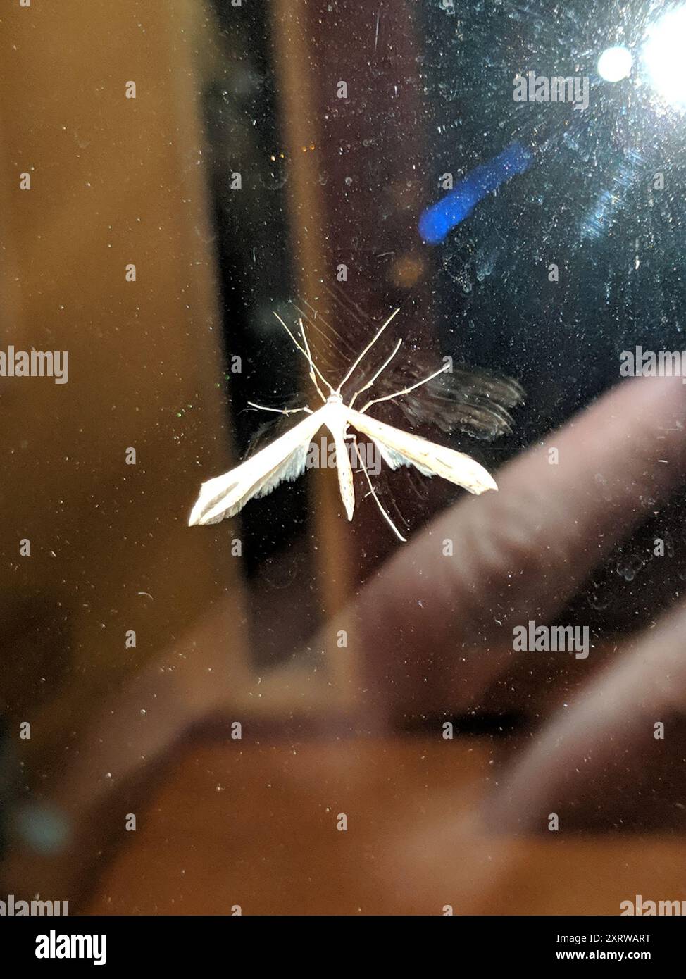 Morning-glory Plume Moth (Emmelina monodactyla) Insecta Stock Photo - Alamy